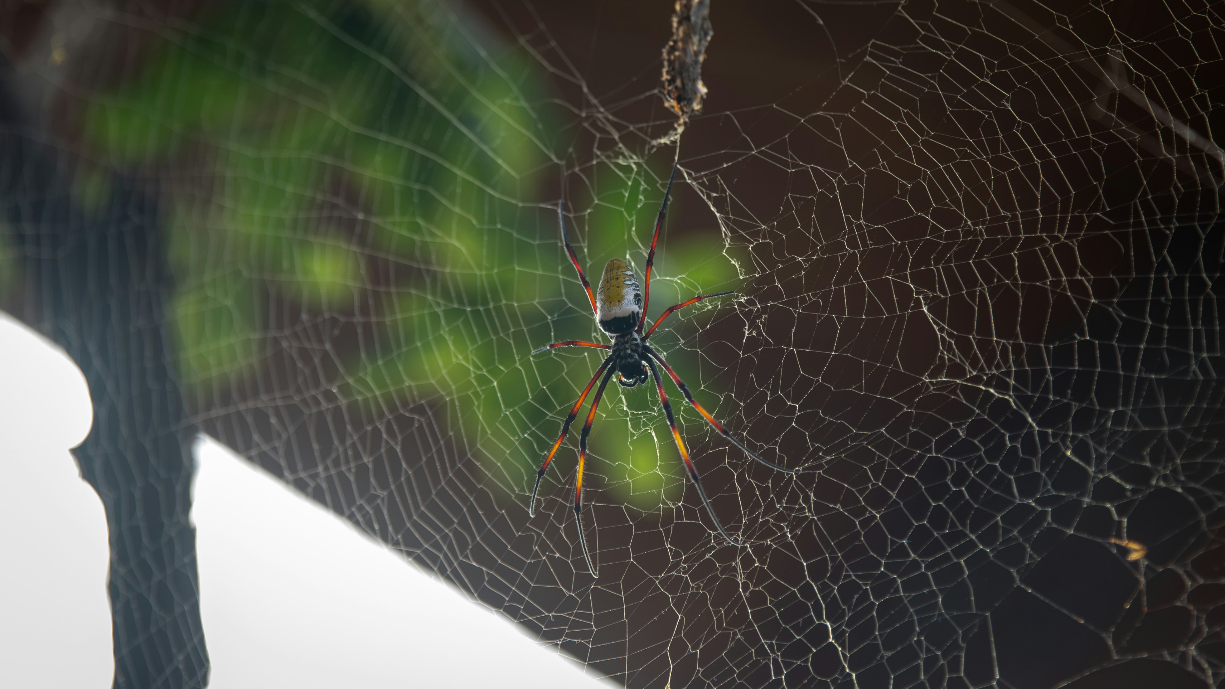 Web of Silence: A Spider in the Center of a Glimmering Orb
