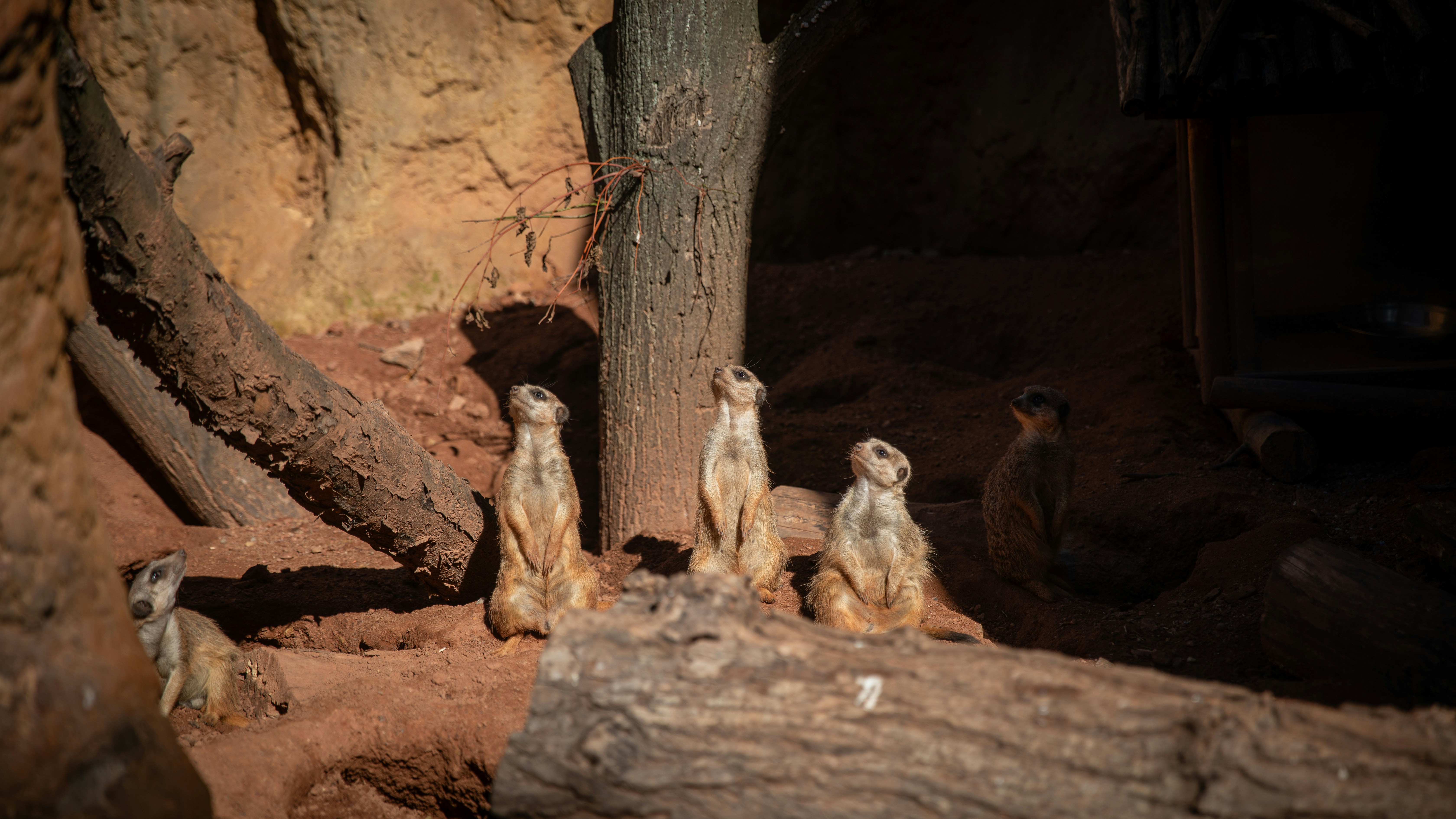 Brave Sentinels at Dusk: A Row of Meerkats Stand Guard