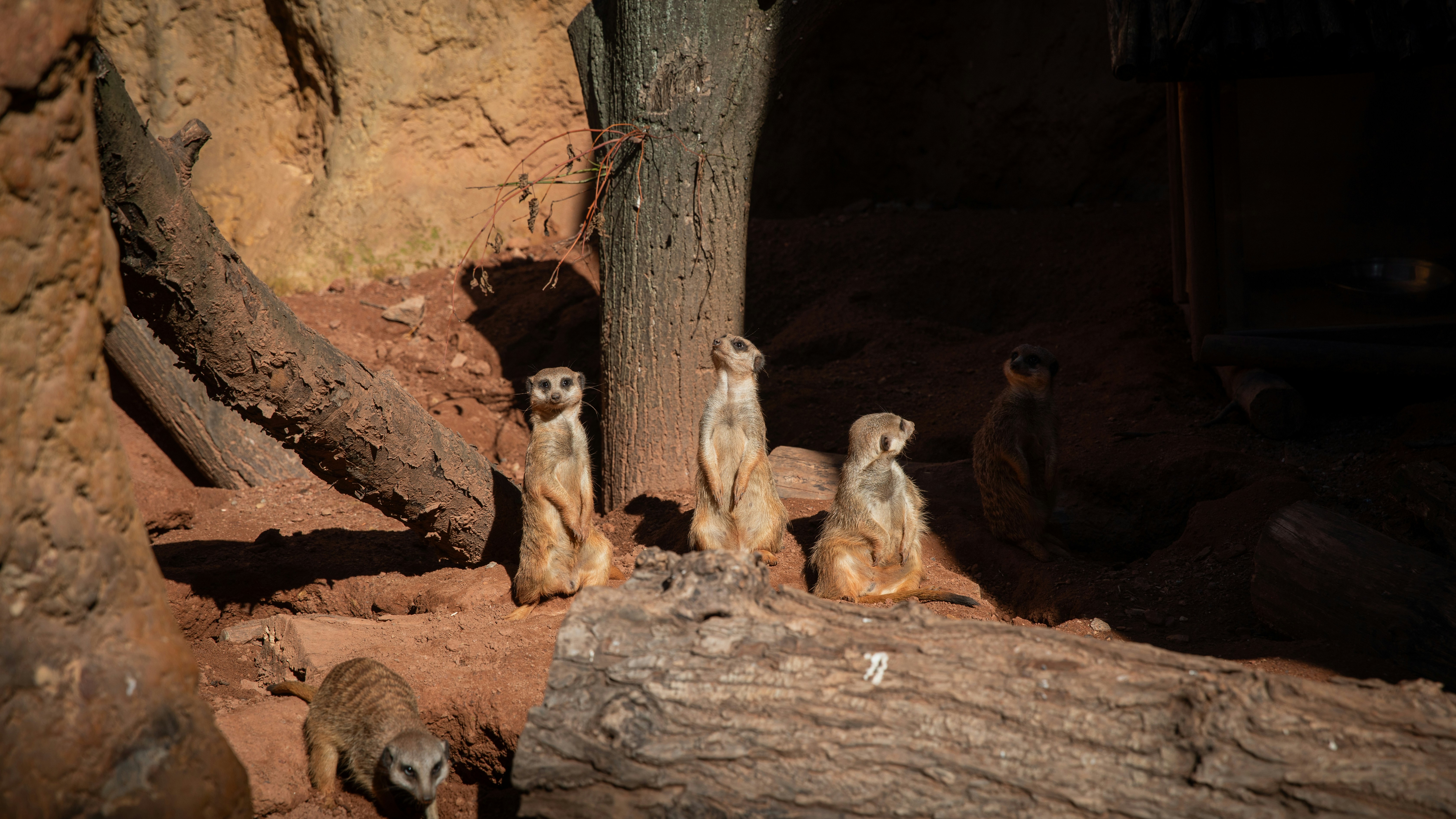 Five Meerkats on High Ground: A Quiet Watch from the Shade