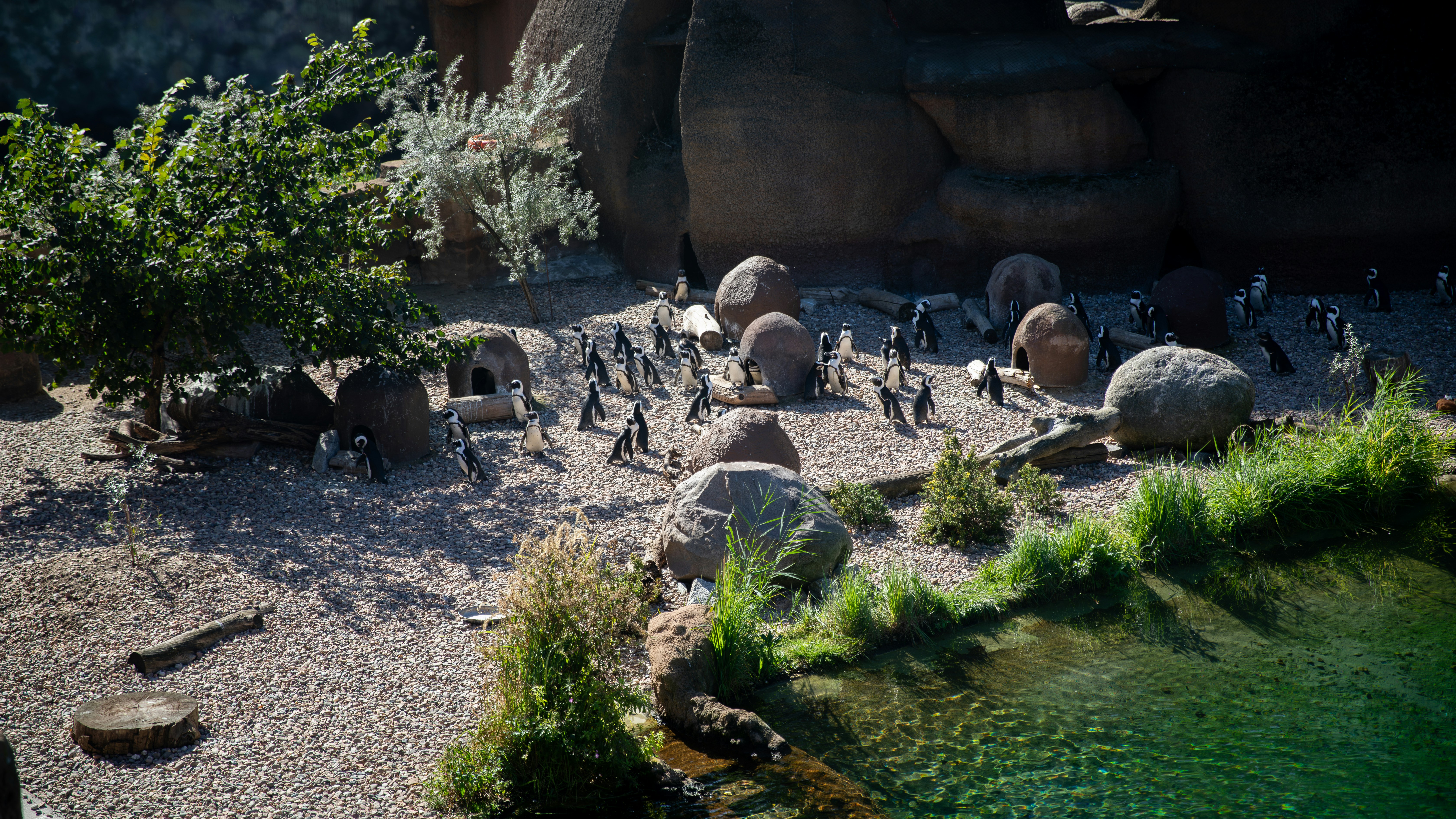Pebble Parade: A Shaded Colony of Sea Otters at Rest by Pebble Beach