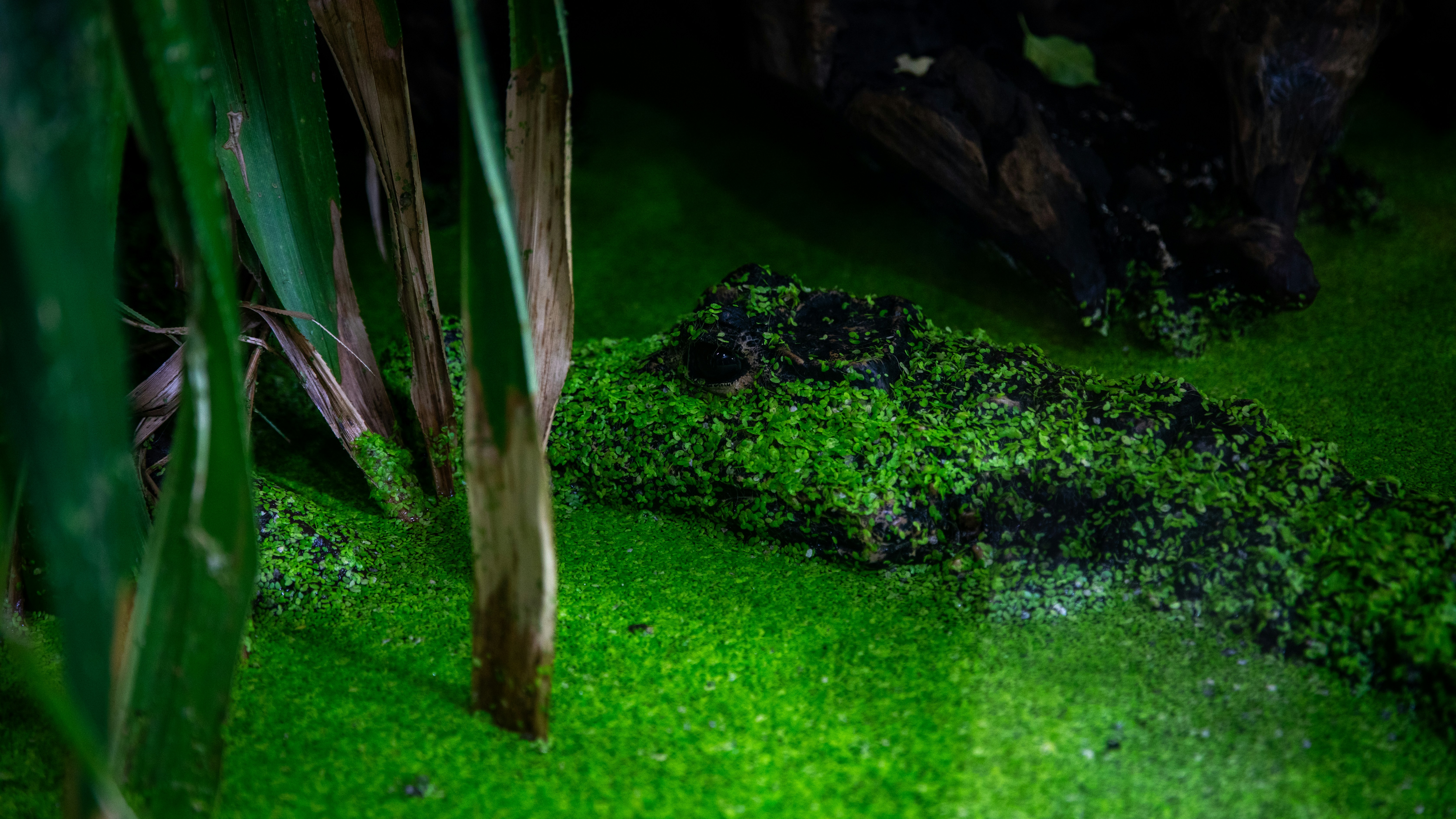 Emerald Understory: Mossy Riverbed with Velvet Green Algae