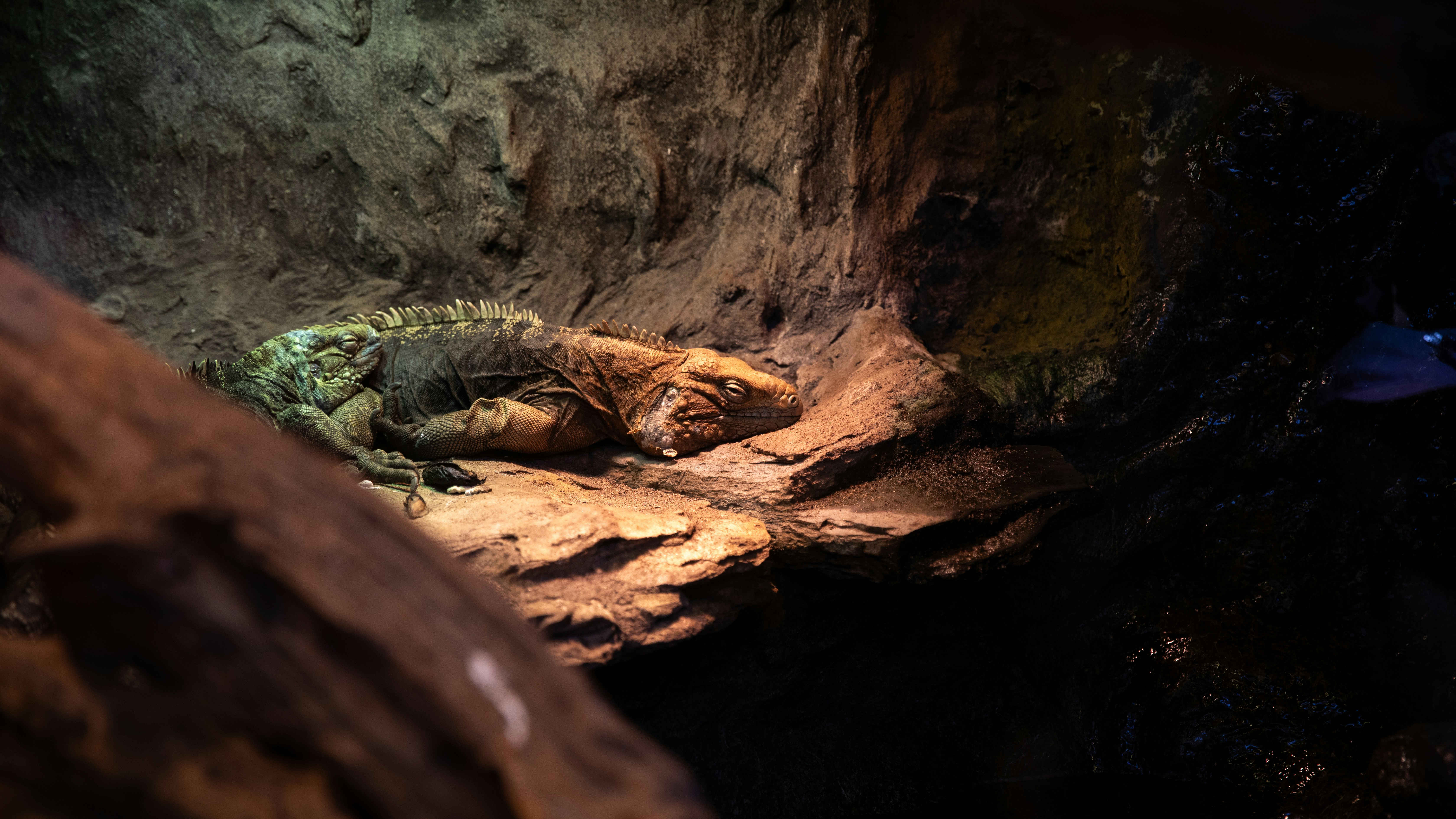 Crocodilian Rest in a Shadowed Cave Nook