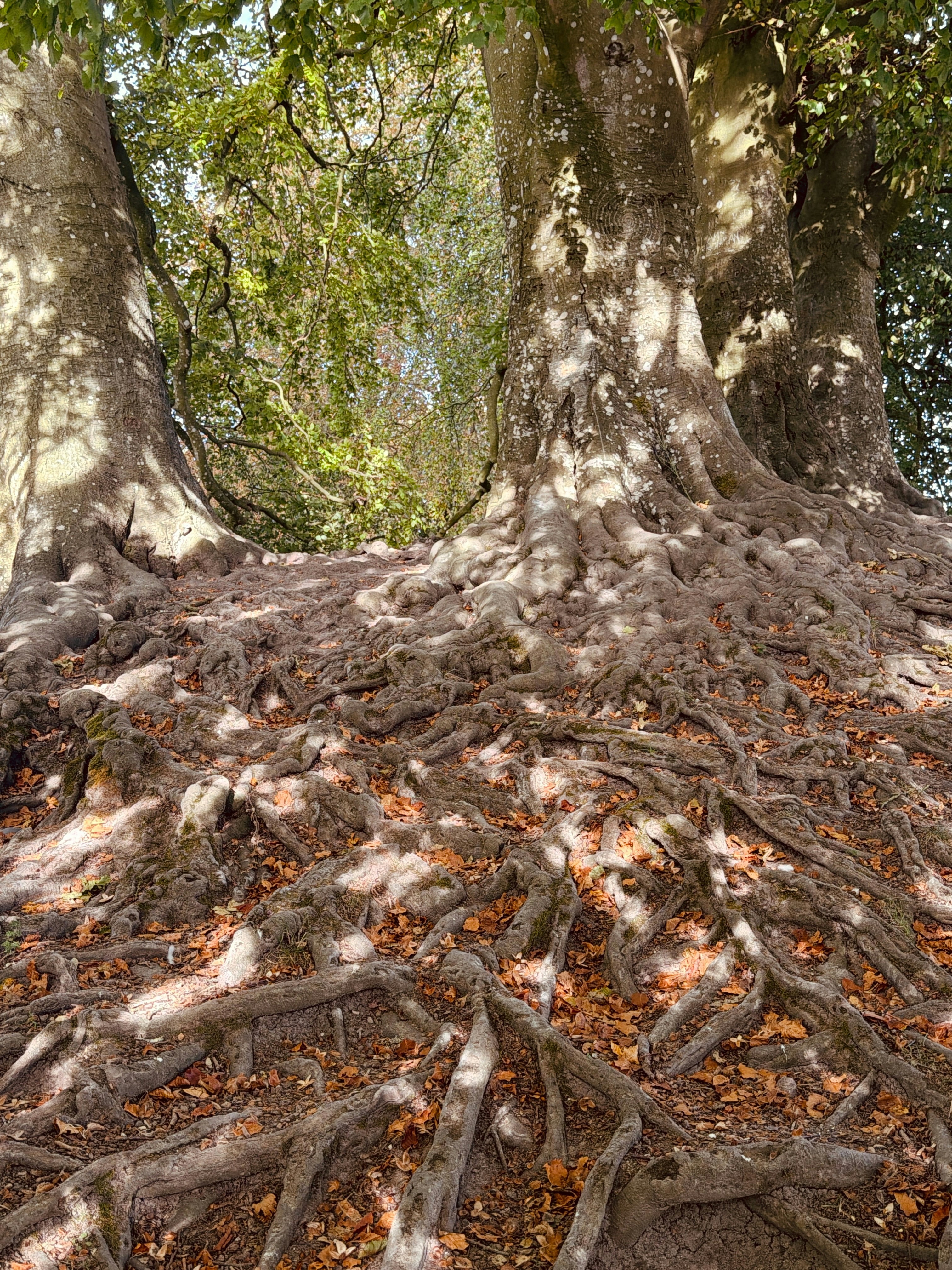 Exposed tree roots spreading across a forest floor covered in fallen autumn leaves