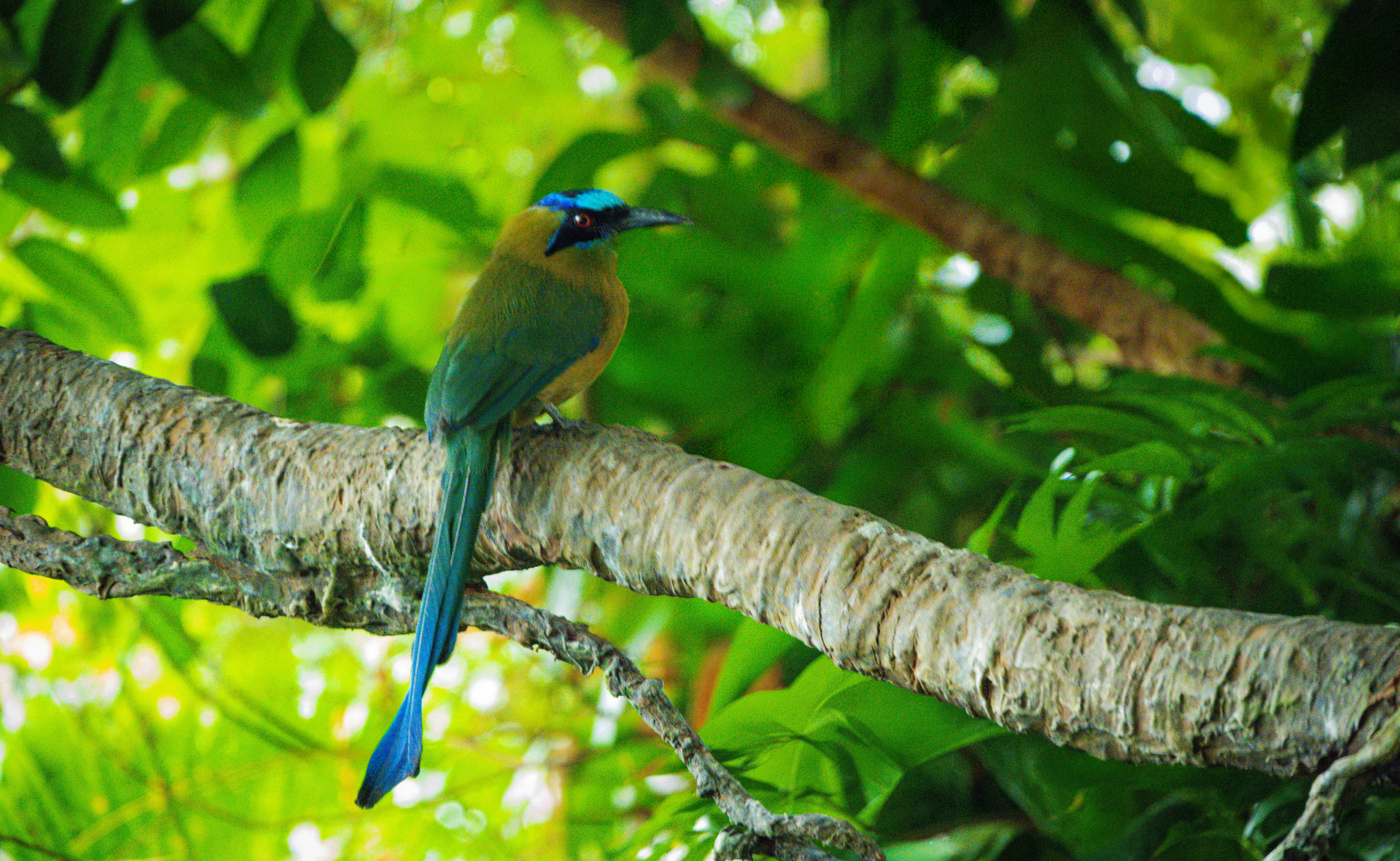 A turquoise-browed motmot perched on a thick tree branch amidst lush green foliage