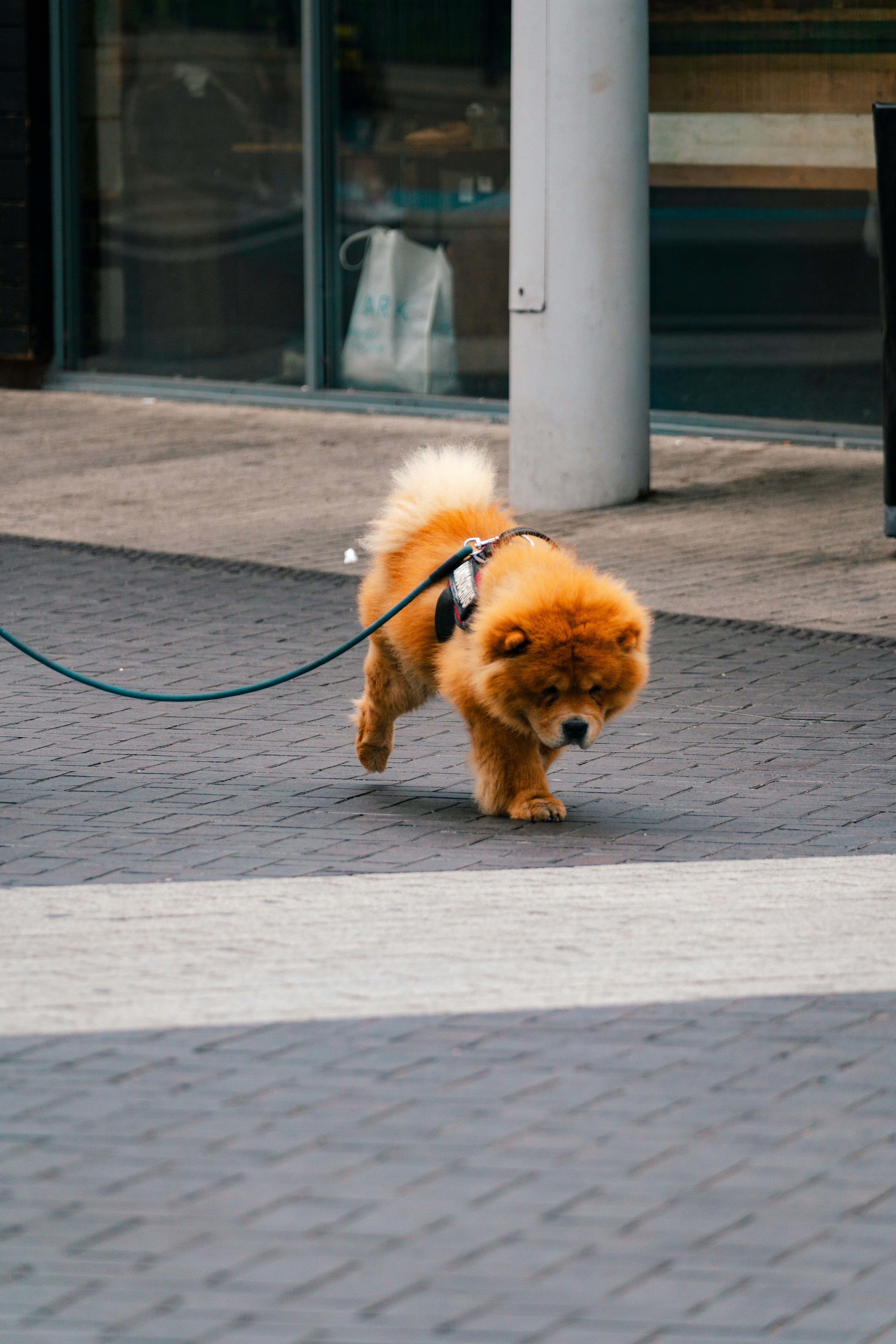 Fluffy Paws on a City Walk