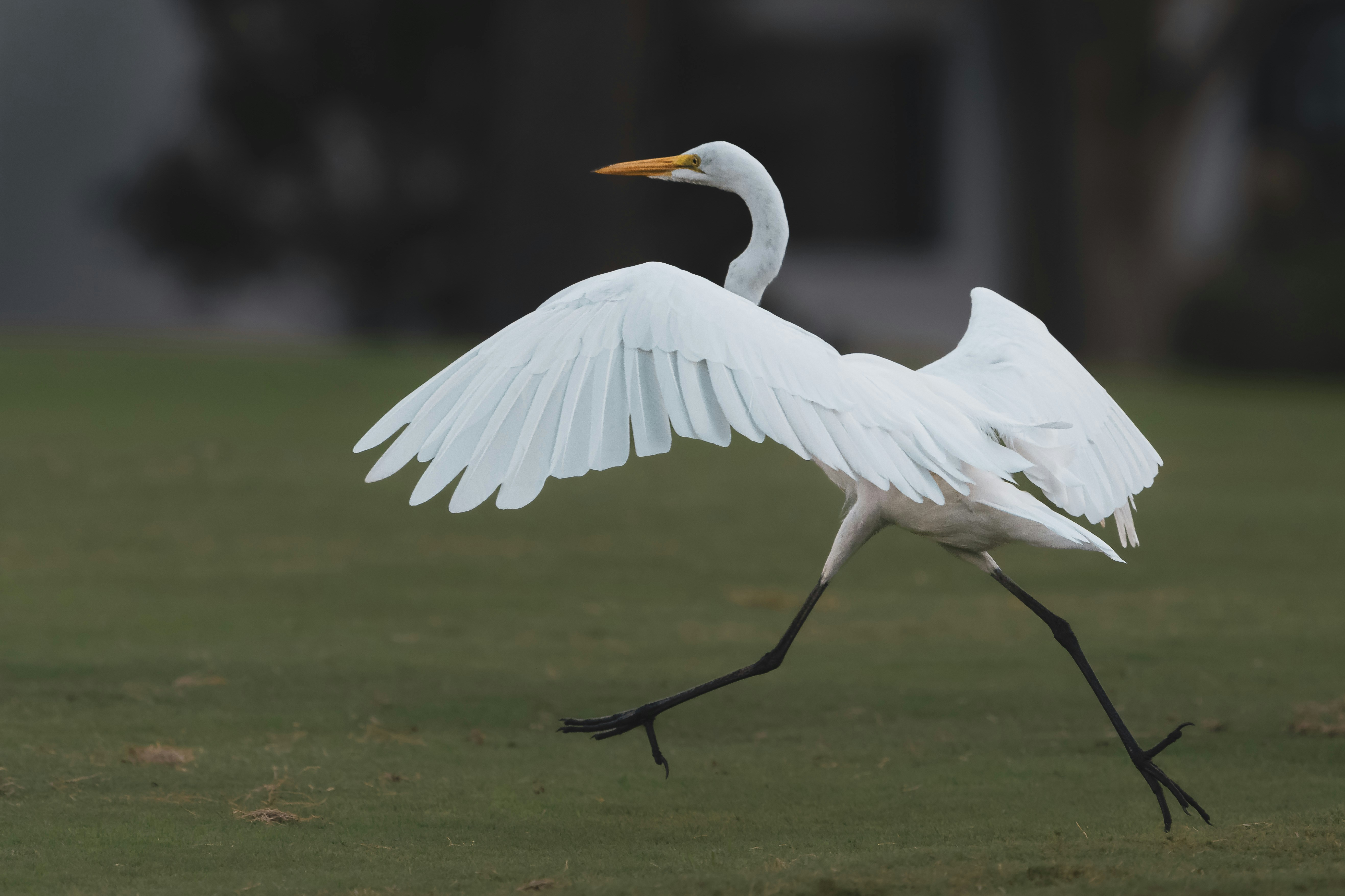 Wingbeat Pause: A Crane Glides Across a Quiet Field