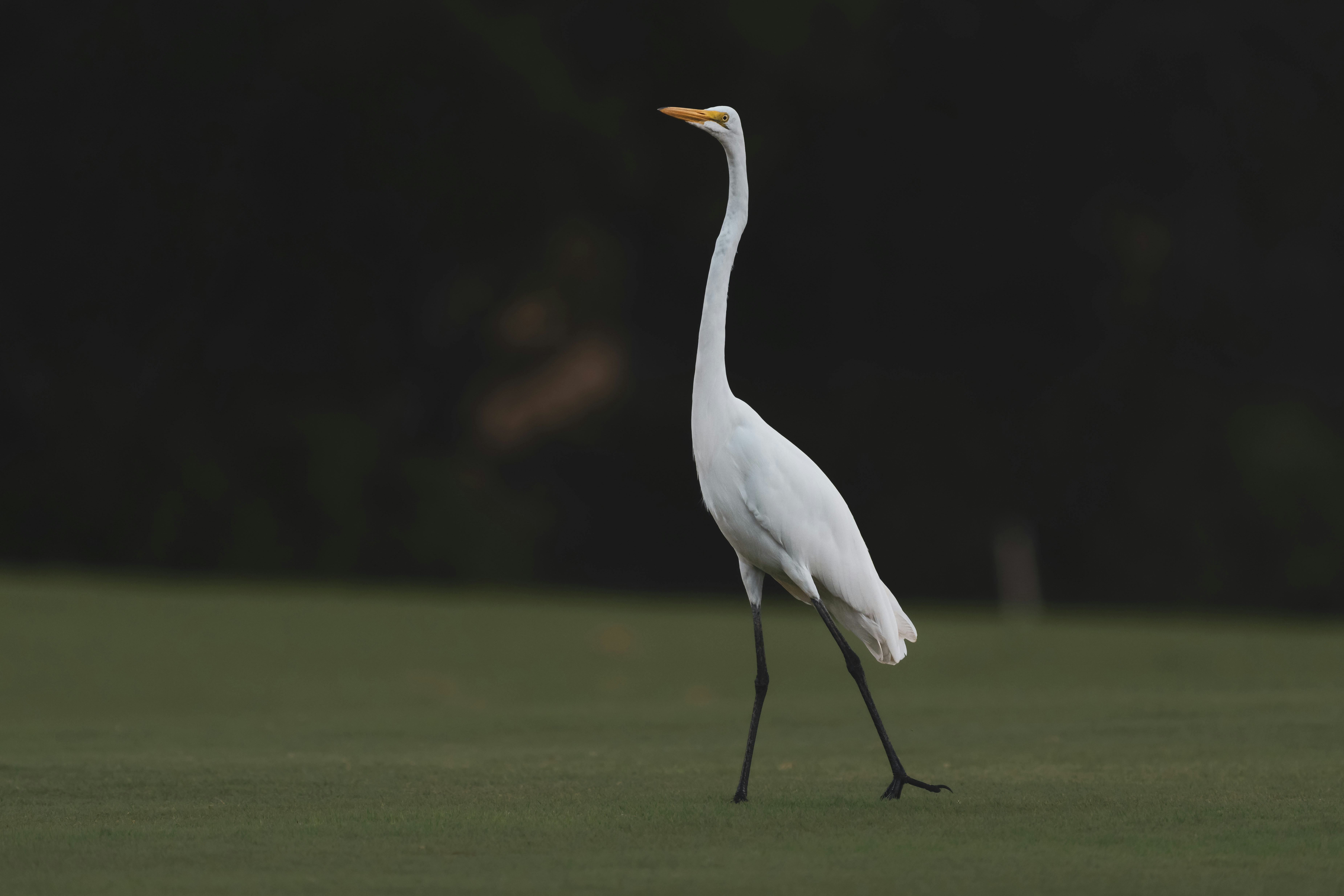 Silhouette of a Grey Heron Striding Across a Quiet Field