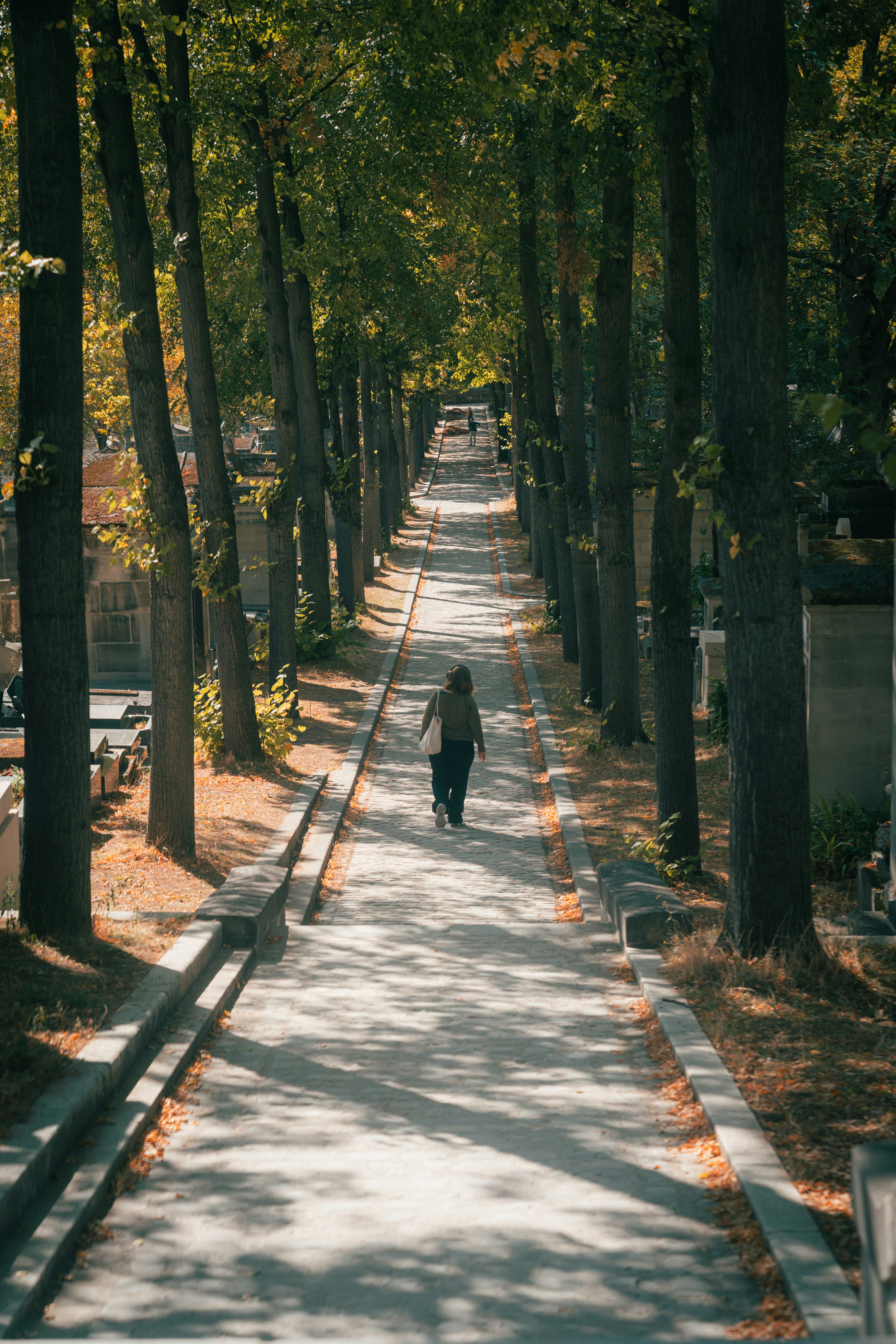 A Quiet Walk Through the Avenues of Park Light