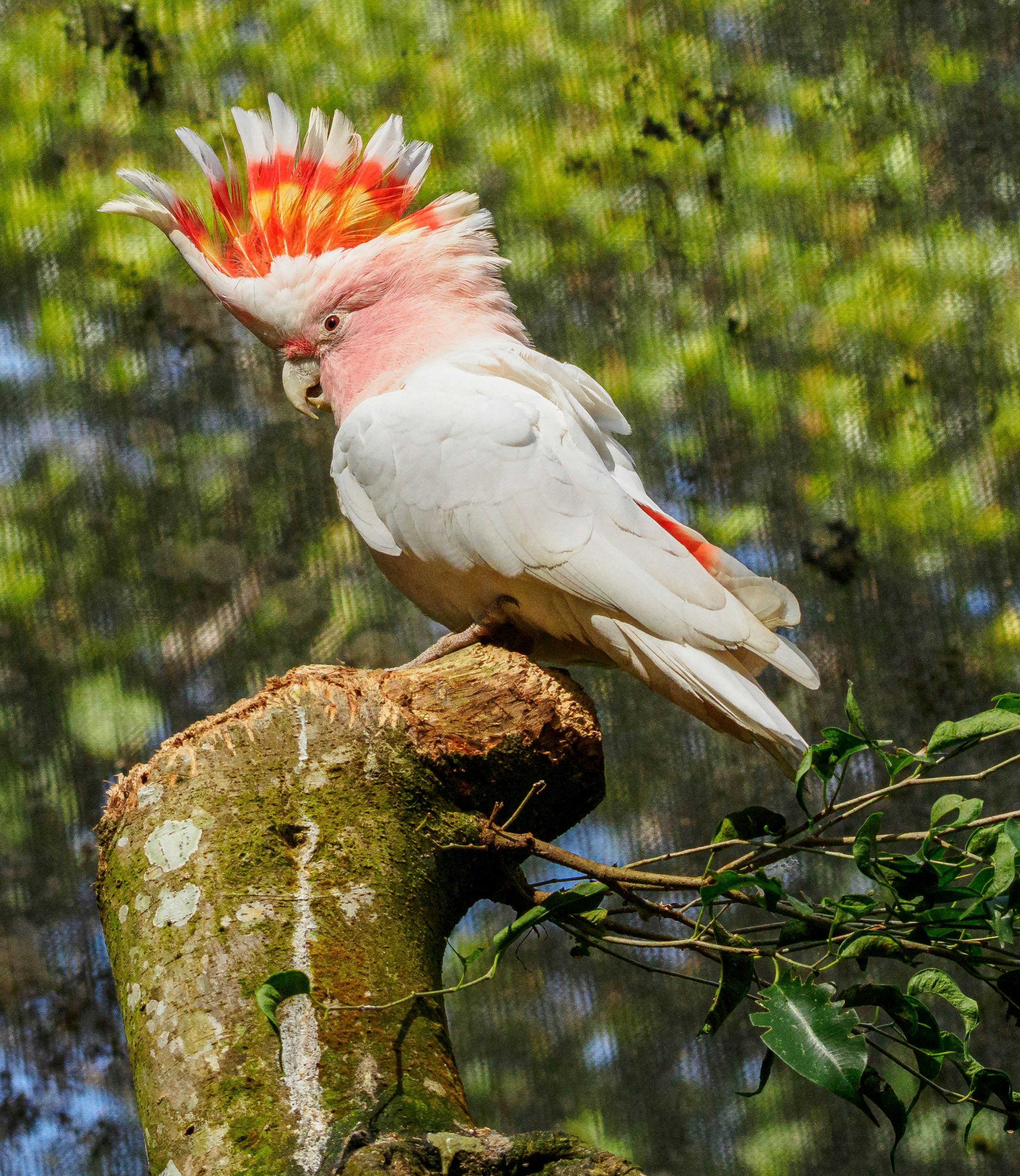 Crimson Crest on a Quiet Perch