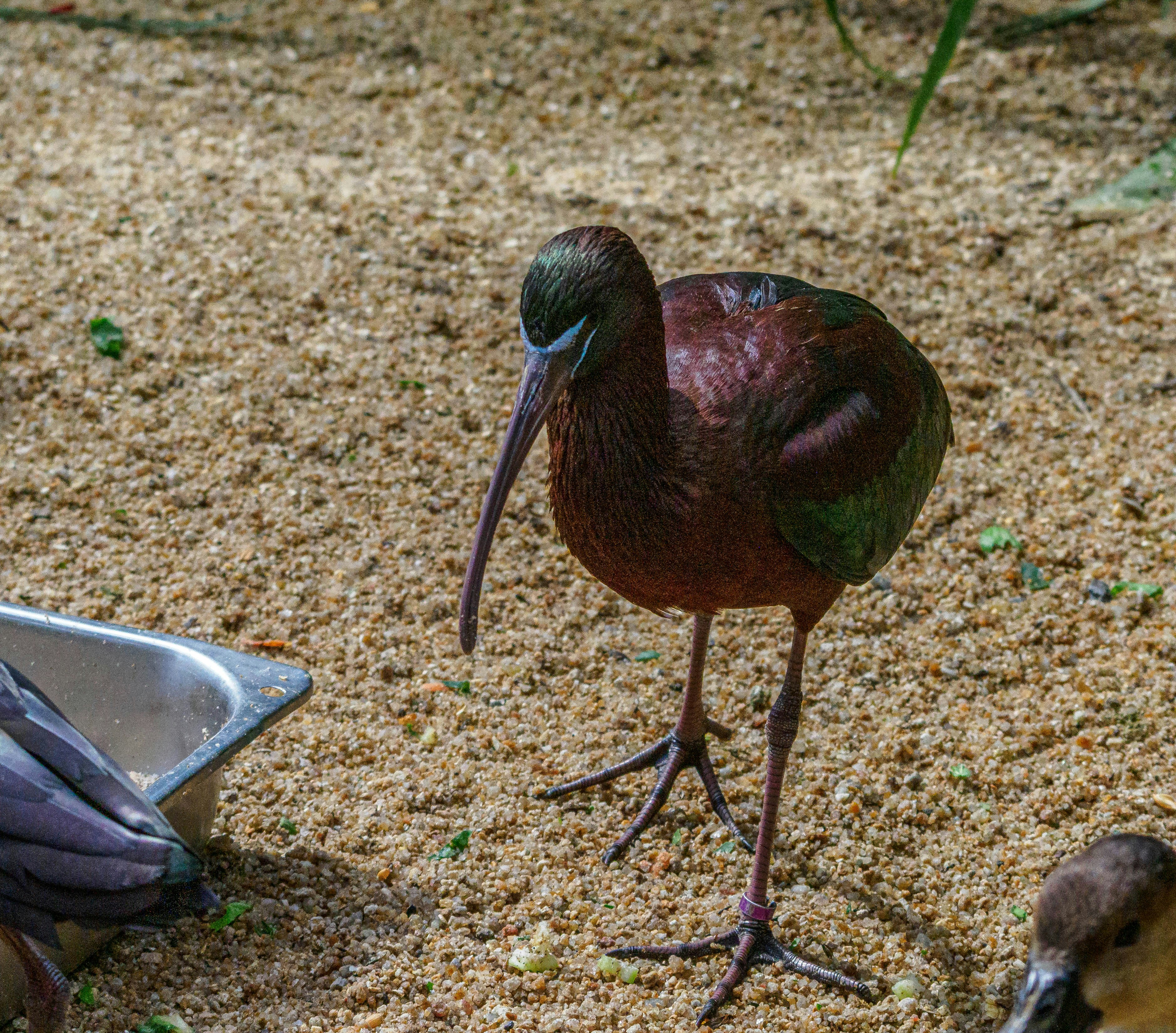 Iridescent Stride: A Curlew-Color Bird at the Edge of the Sand