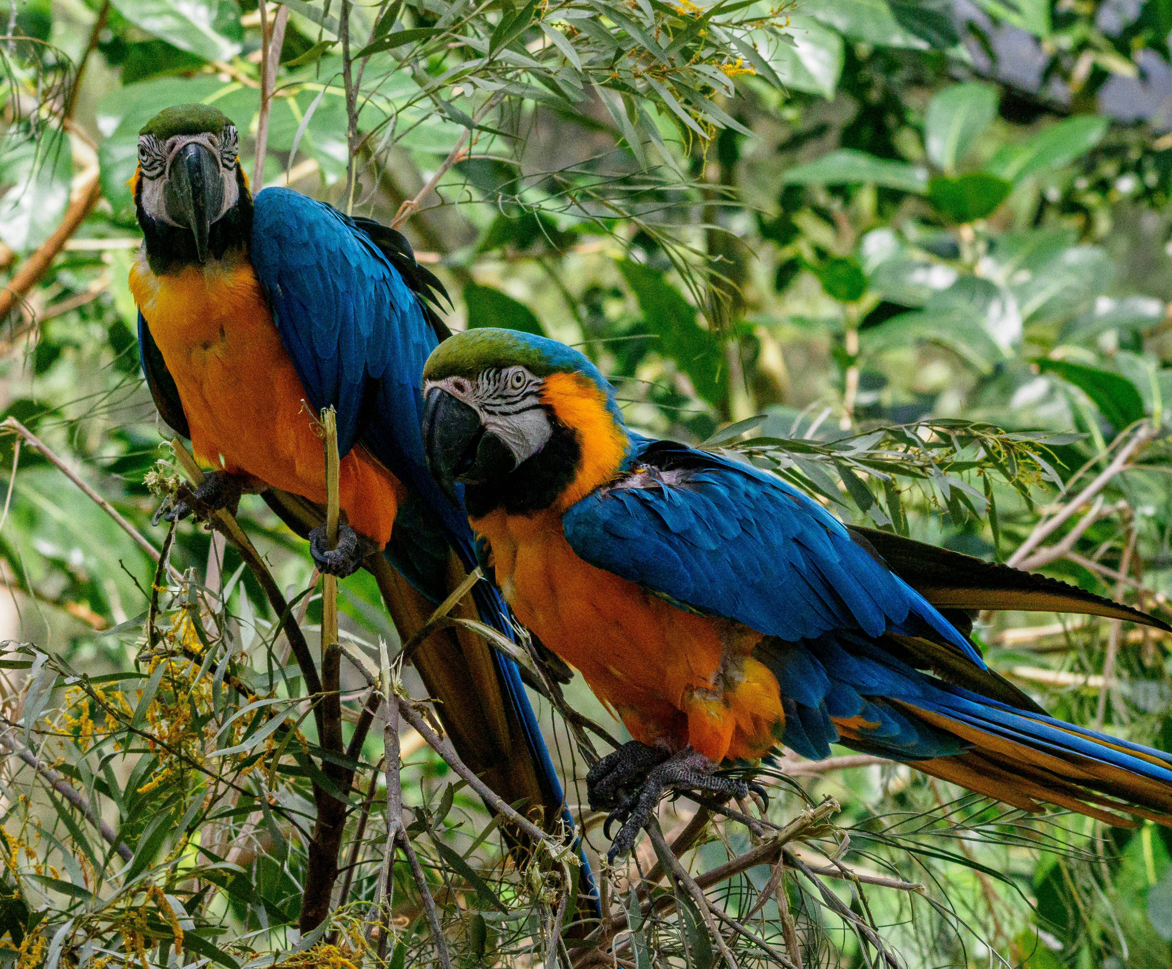 Two Scarlet Macaws perching among emerald foliage