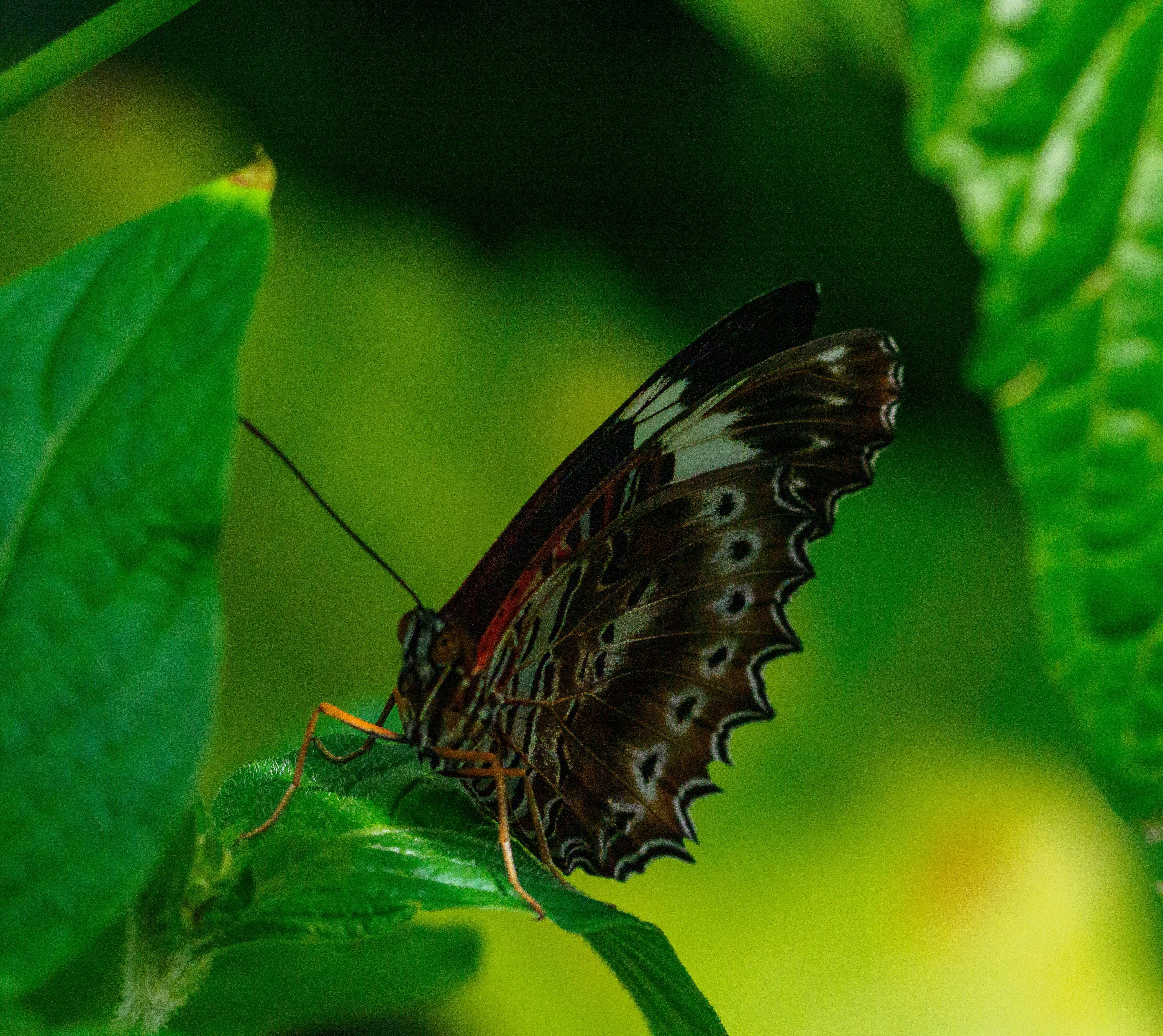 Midnight Wing: A Butterfly Perched on Verdant Edge