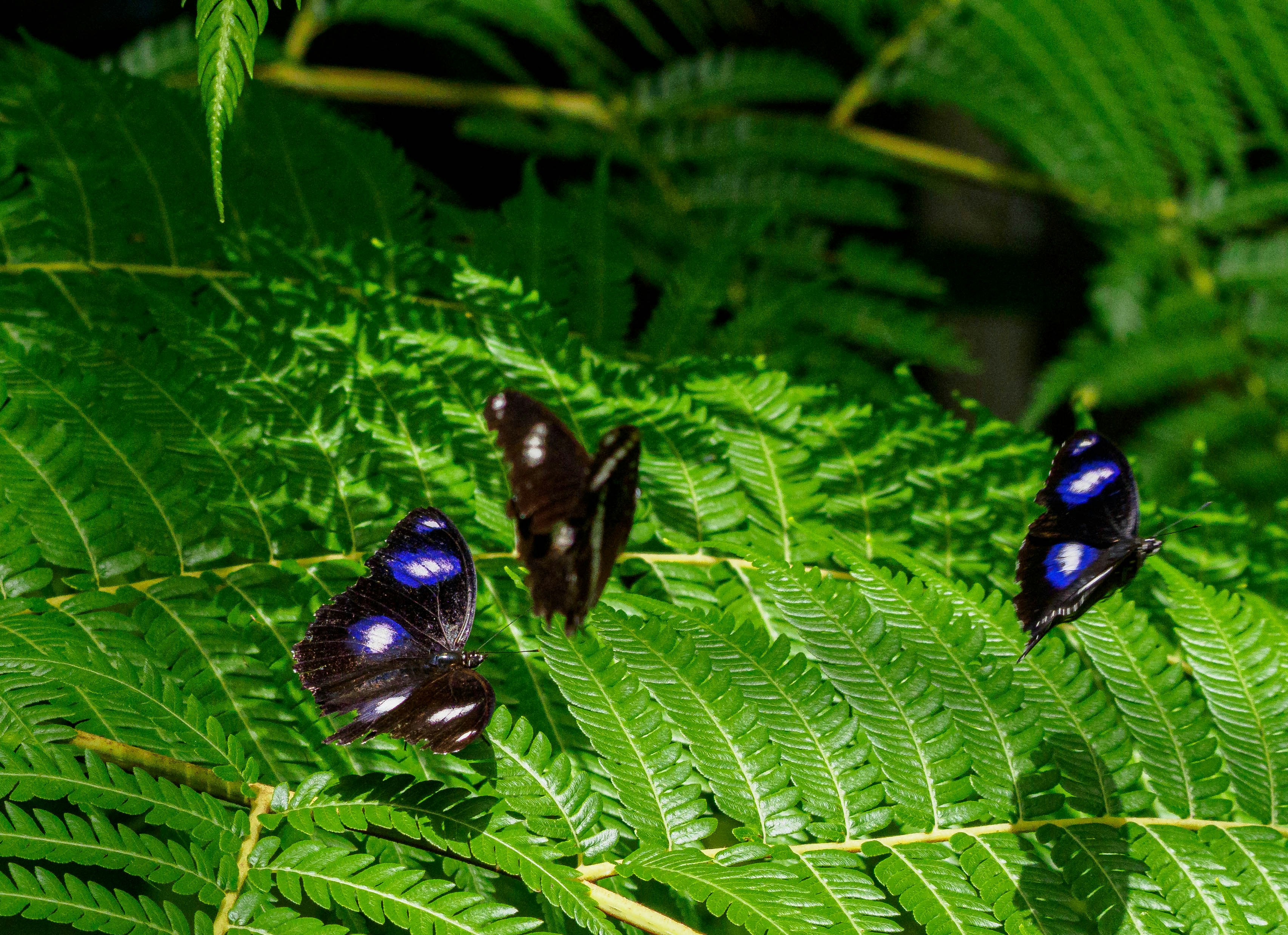 Vivid blue butterflys perched on bright green ferns, three individuals spread across the frame with detailed wing patterns and a shallow depth of field.