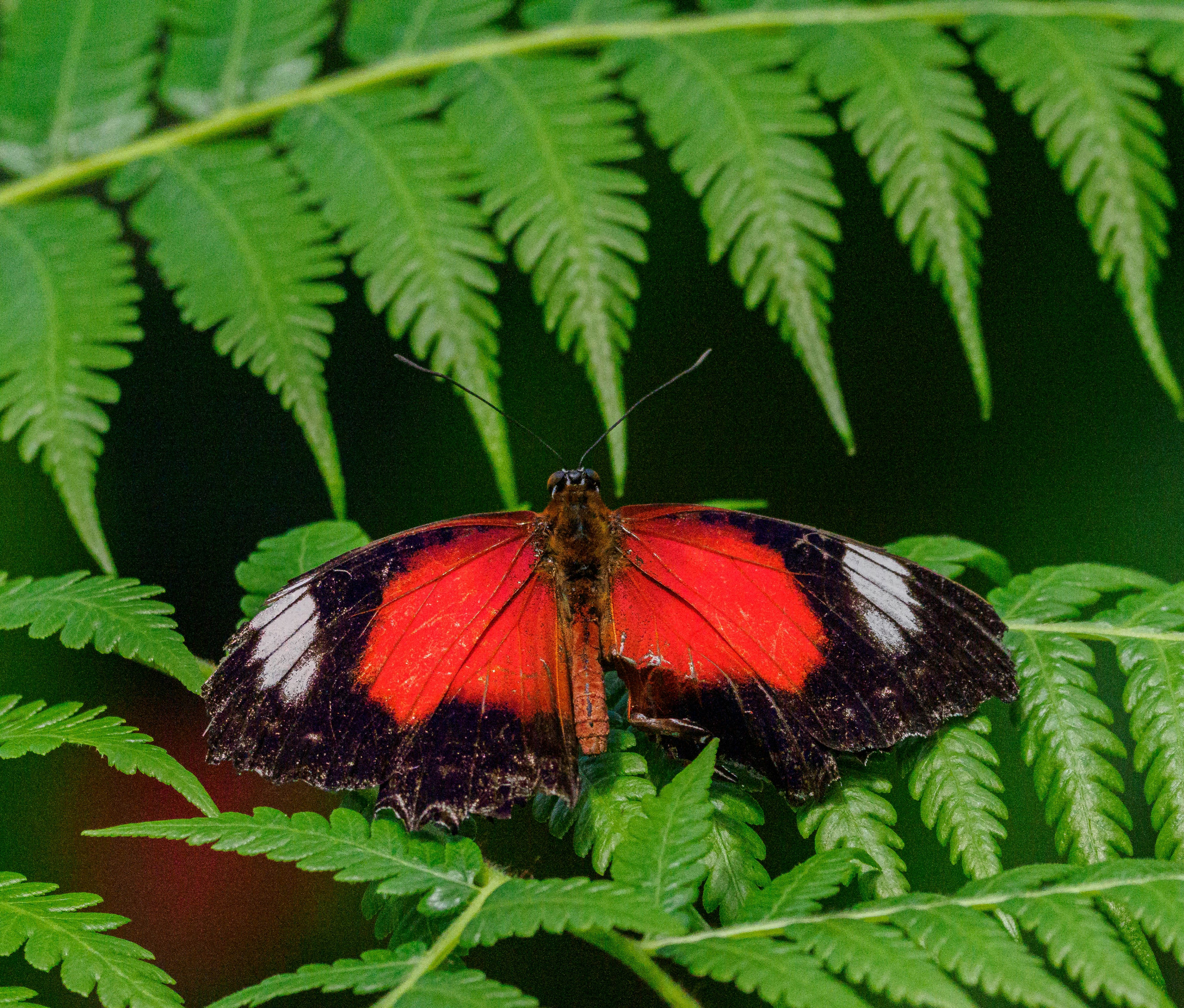 Crimson Wing in a Green Labyrinth