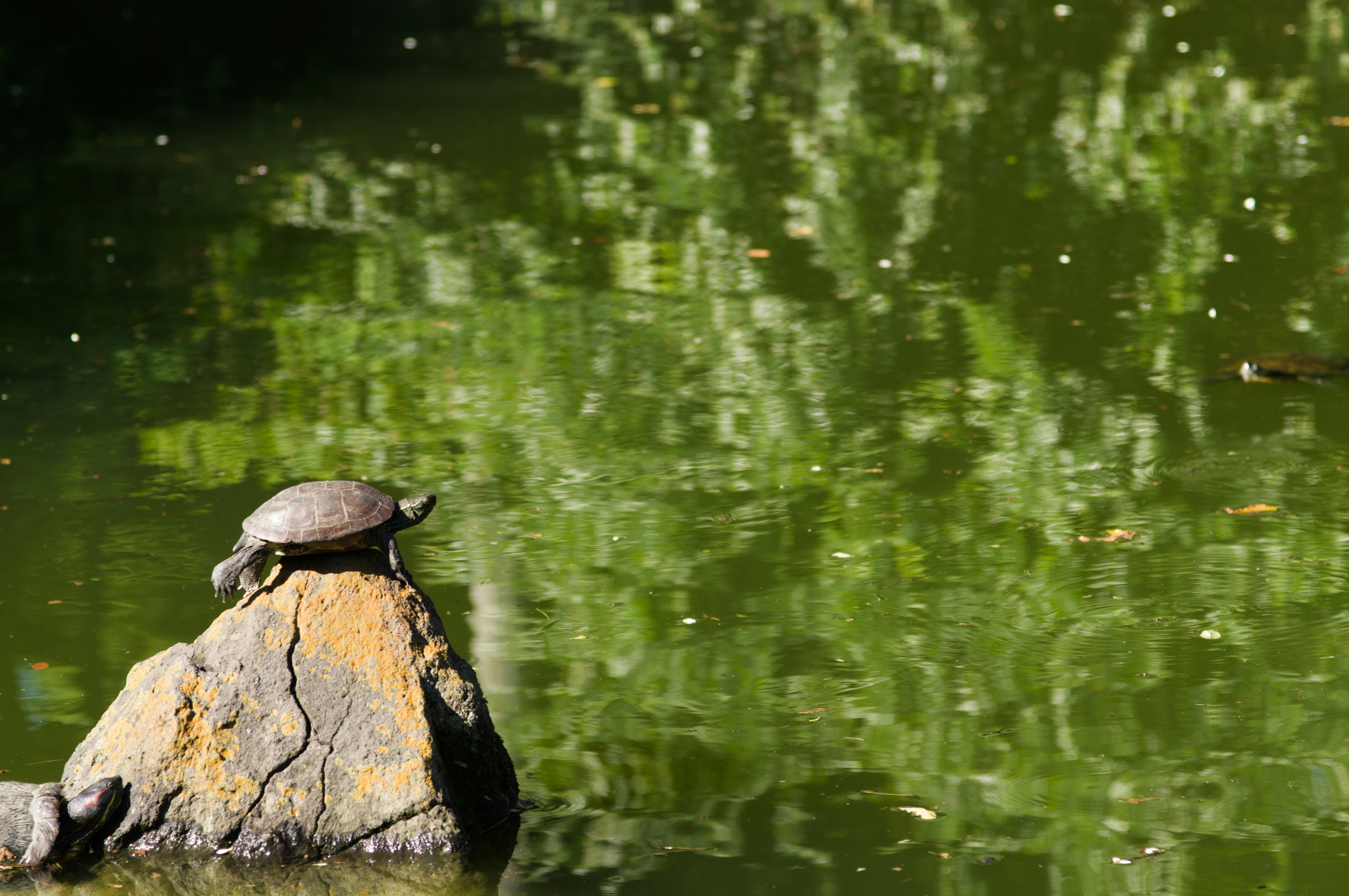 Turtle at the Rock: a patient moment by the pond