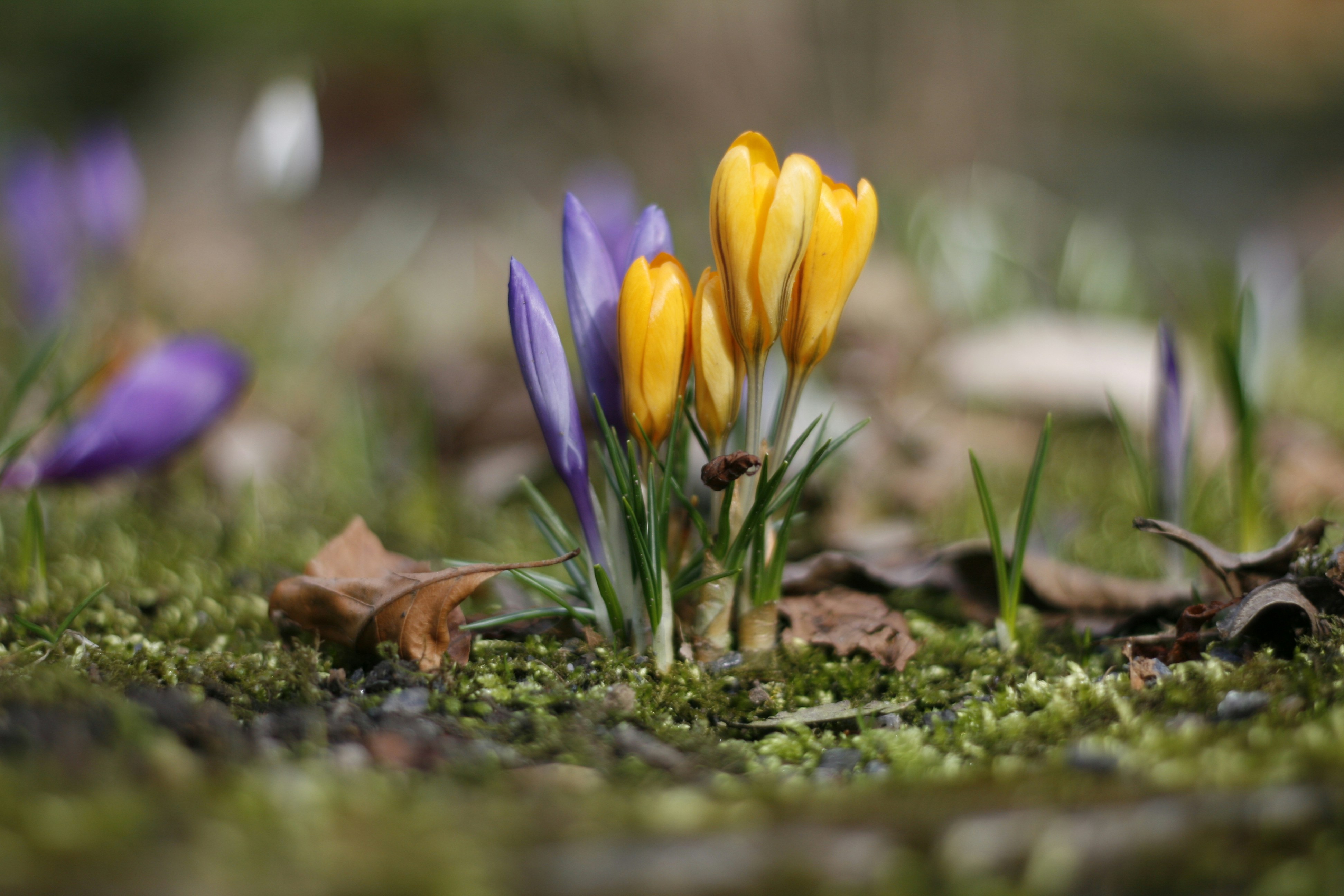 Close-up of a cluster of yellow crocus blossoms emerging from mossy ground with purple blooms blurred in the background.