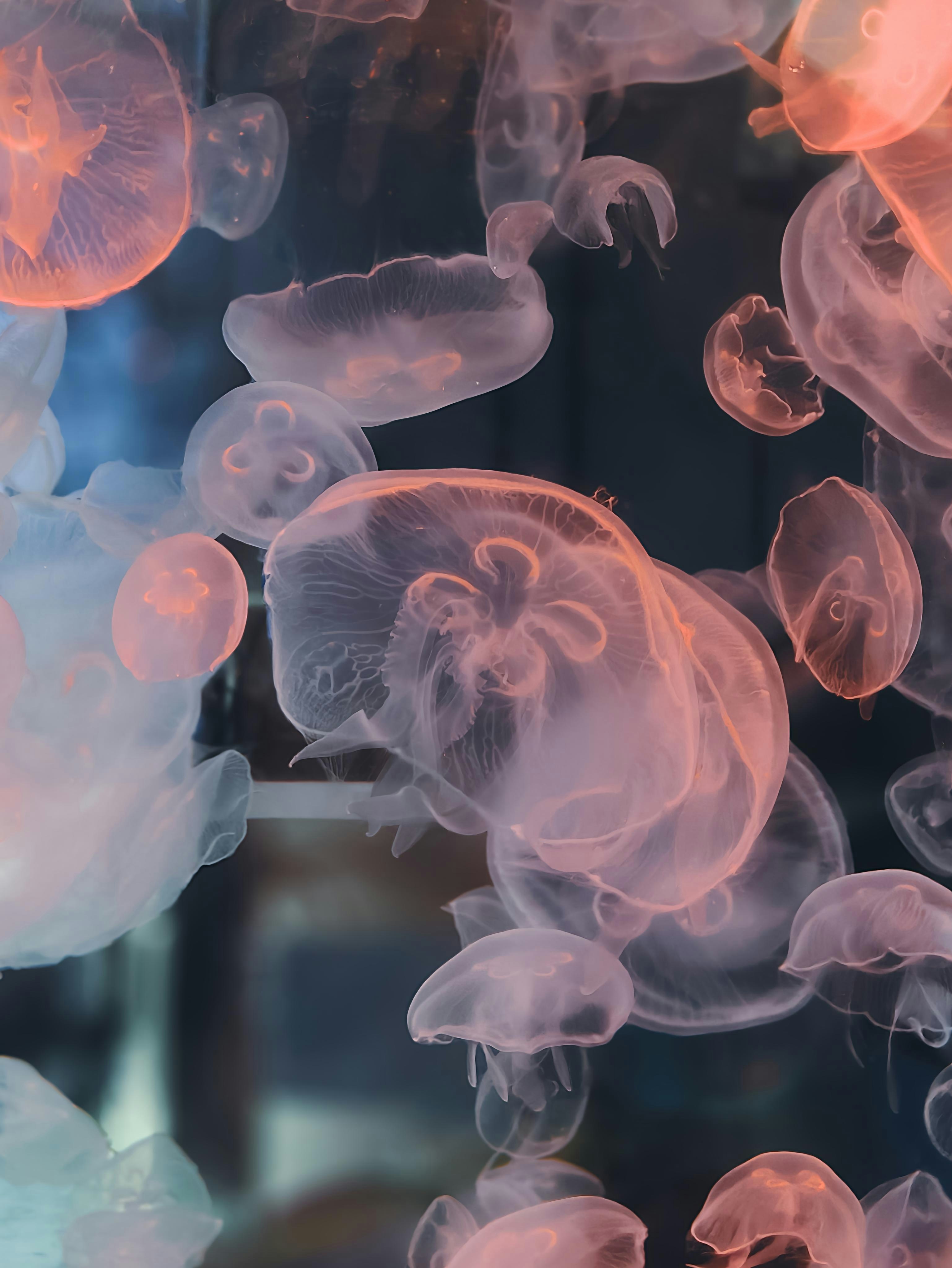 Floating Lanterns: Soft Neon Jellyfish Drift in a Dark Aquarium