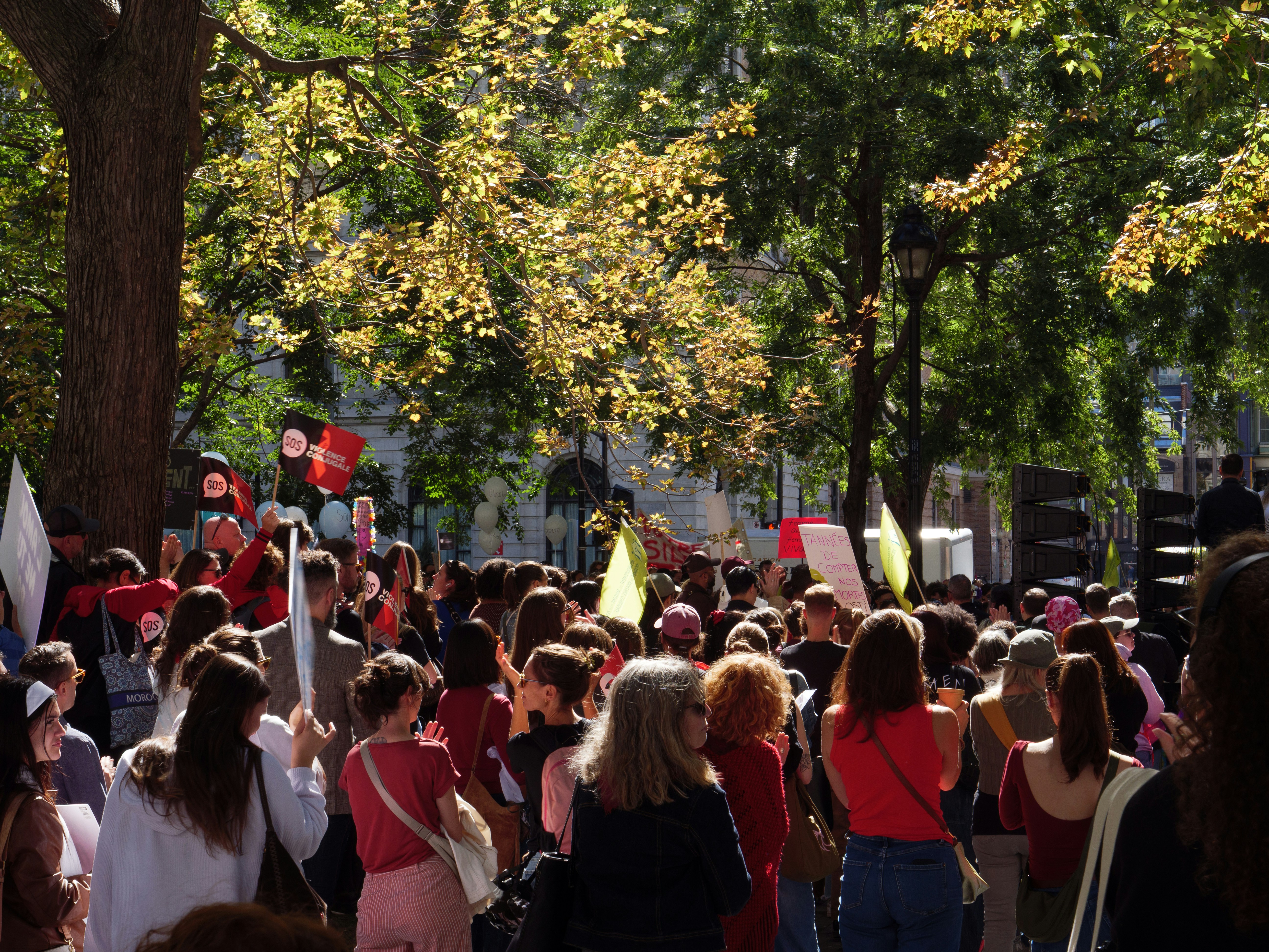 Crowd in the Park: A Sunlit Assembly beneath Sequoia-like Canopy