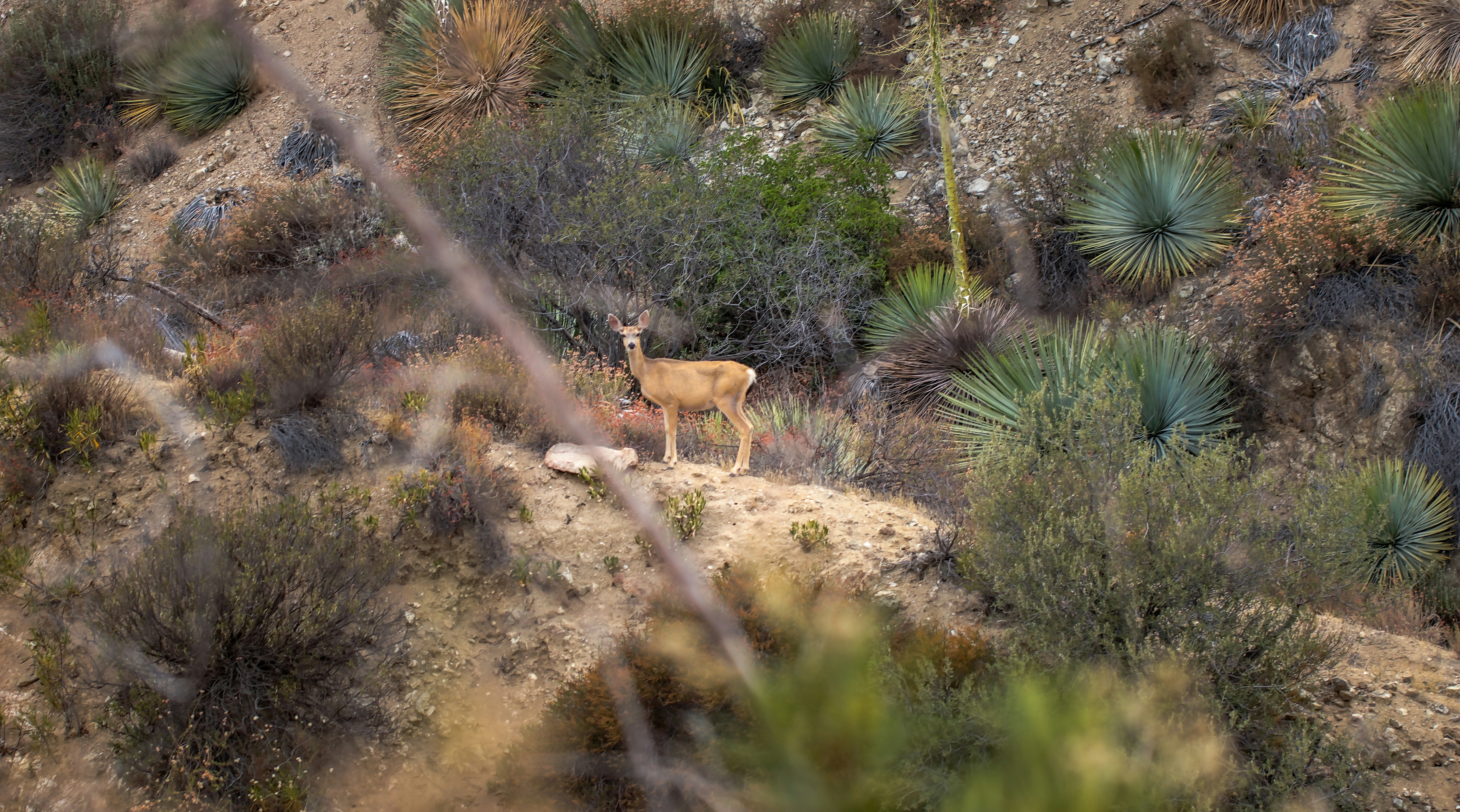 Desert Wanderer: A lone deer amid spiky yucca and scrub