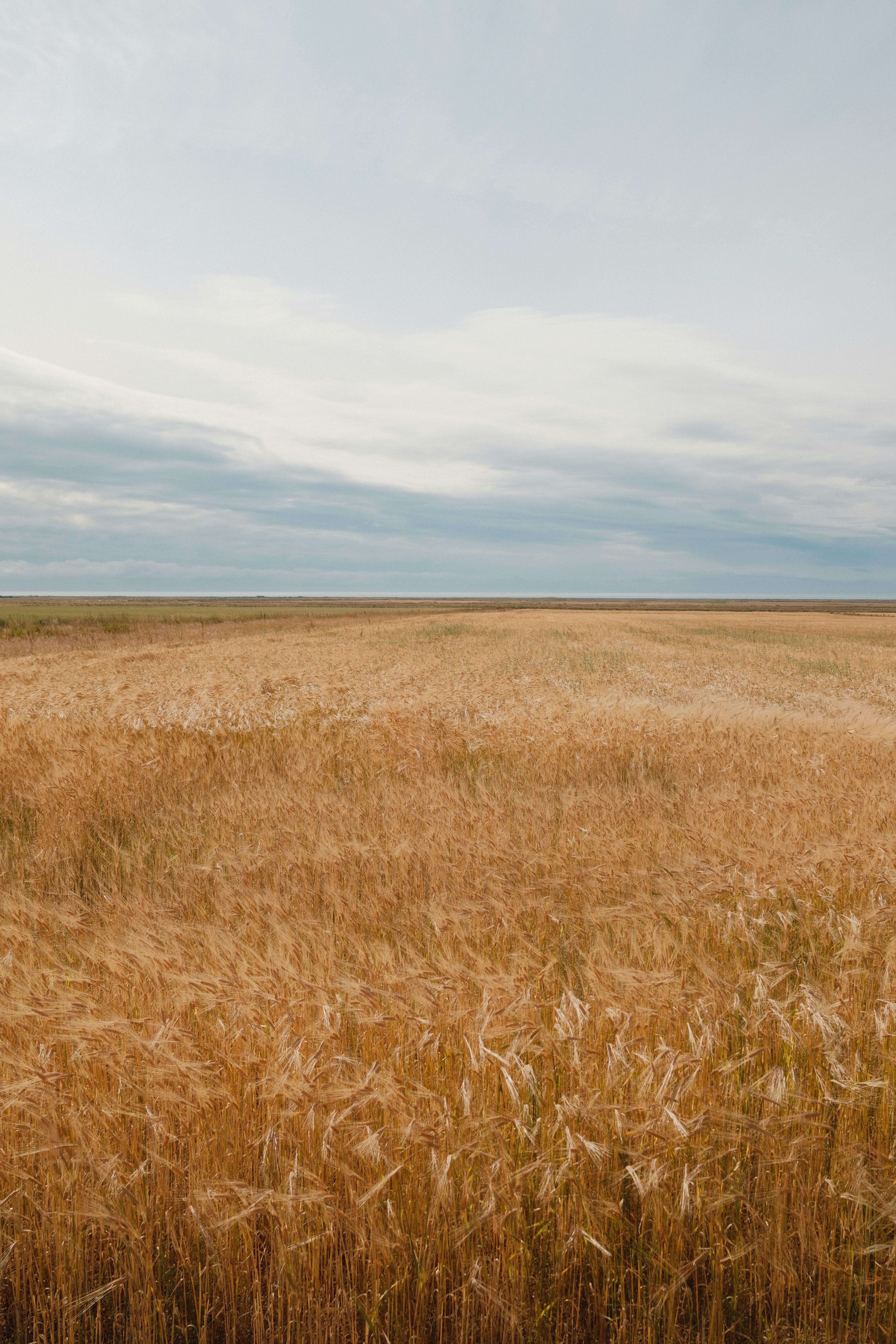 Golden Prairie Expanse Under Wide-Open Sky
