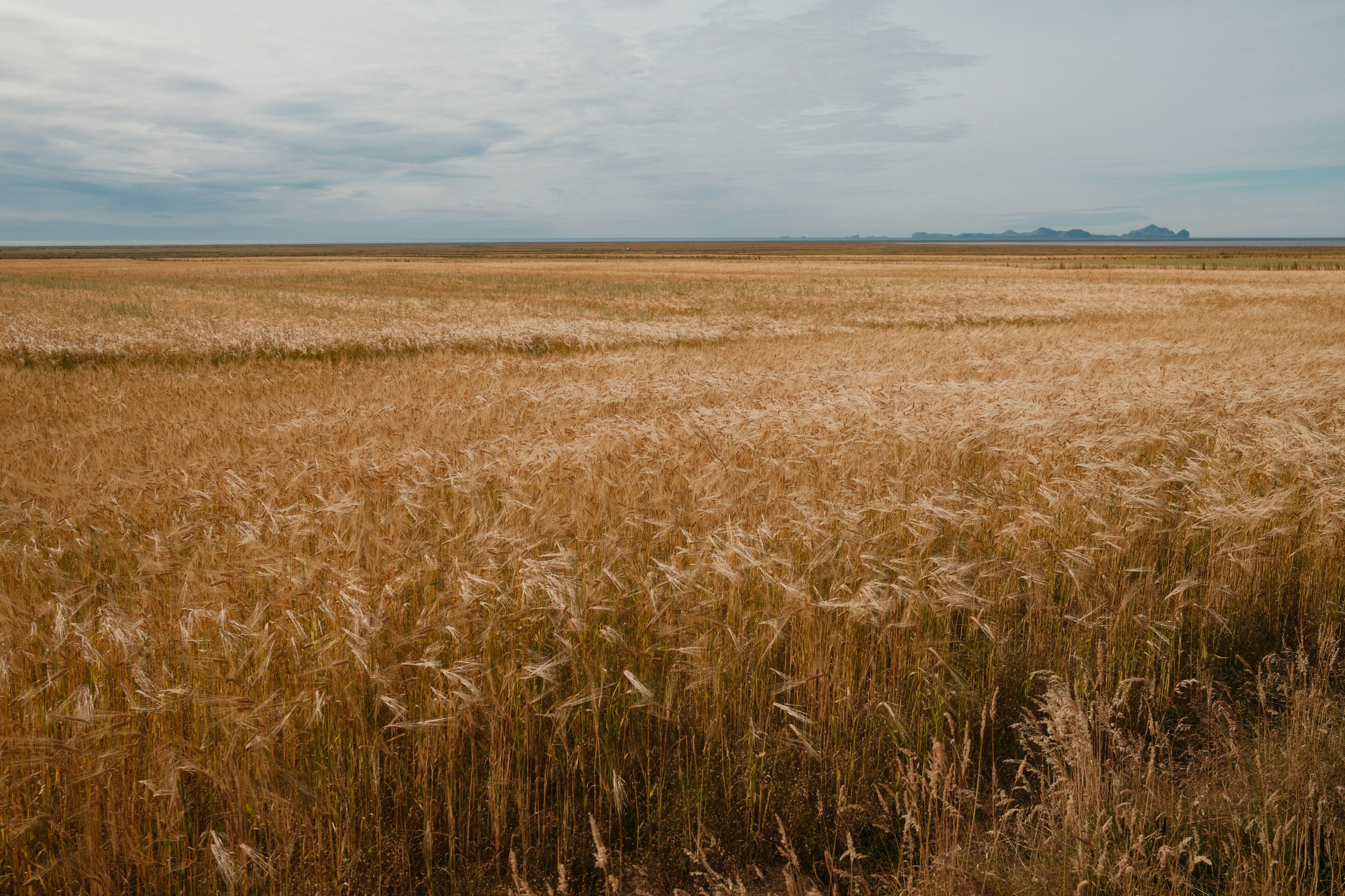 Amber Sea of Grain under a Quiet Horizon
