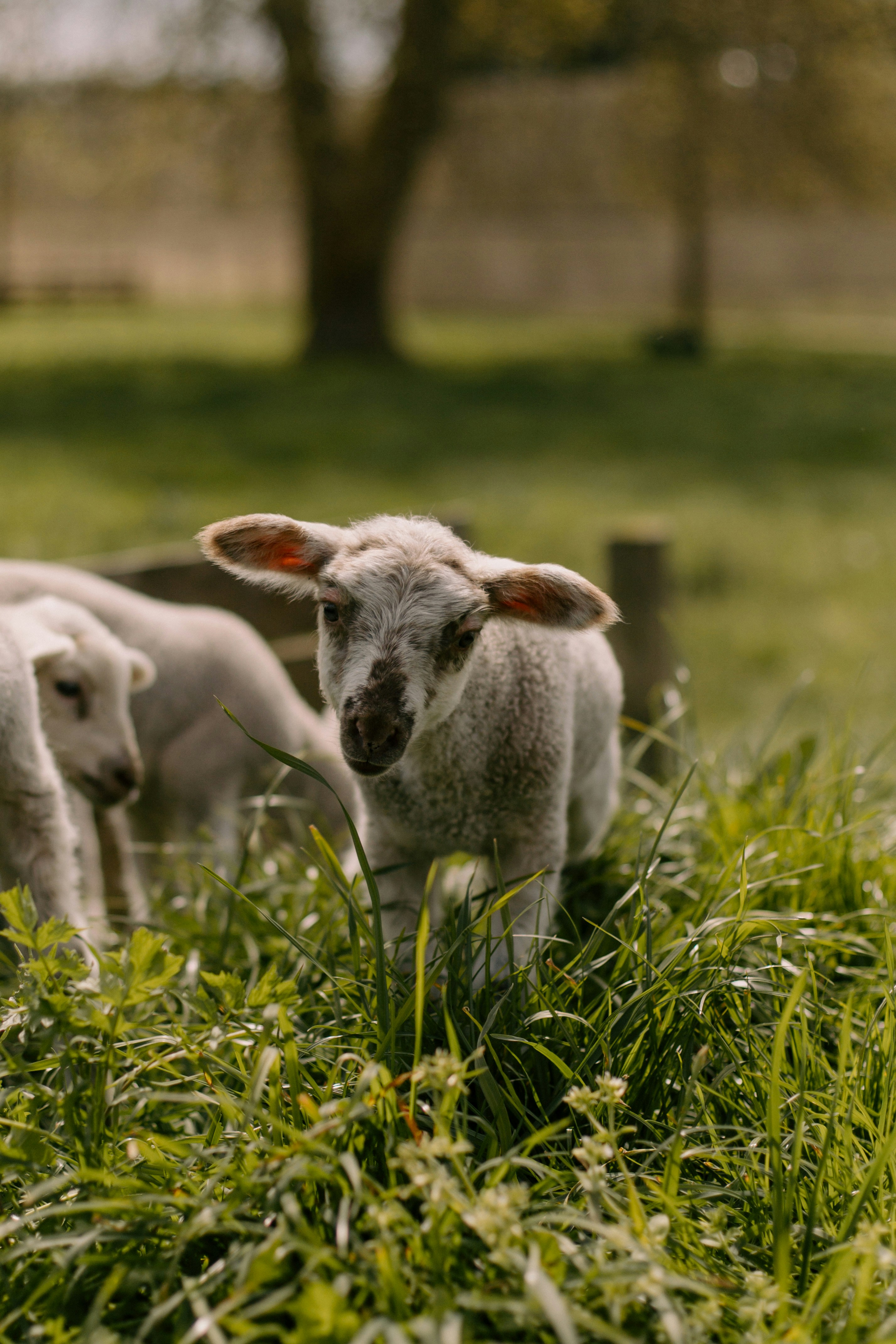 Curious Lamb in Sunlit Pasture