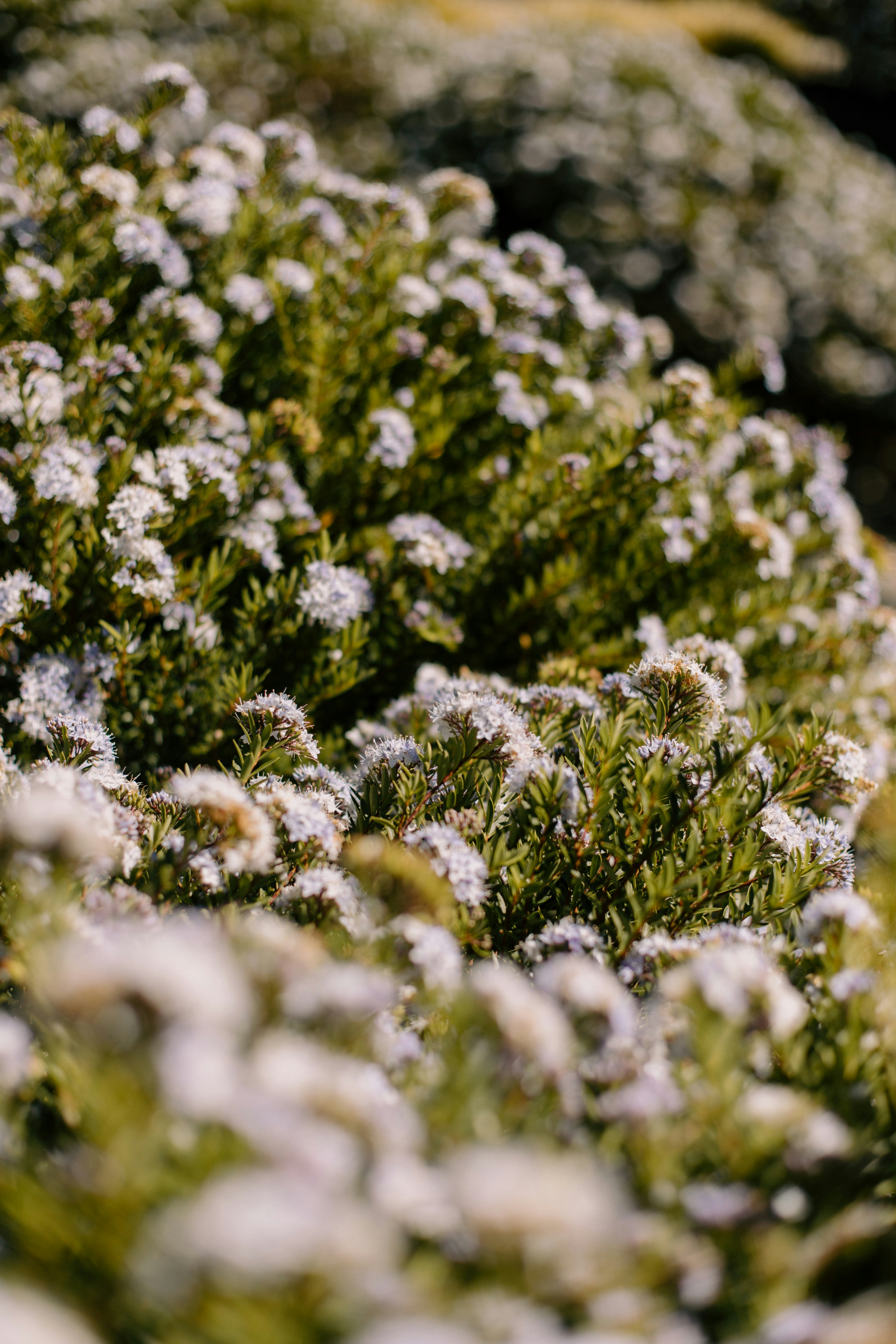 Soft in Bloom: A Sea of White Blossoms Framing Green Foliage
