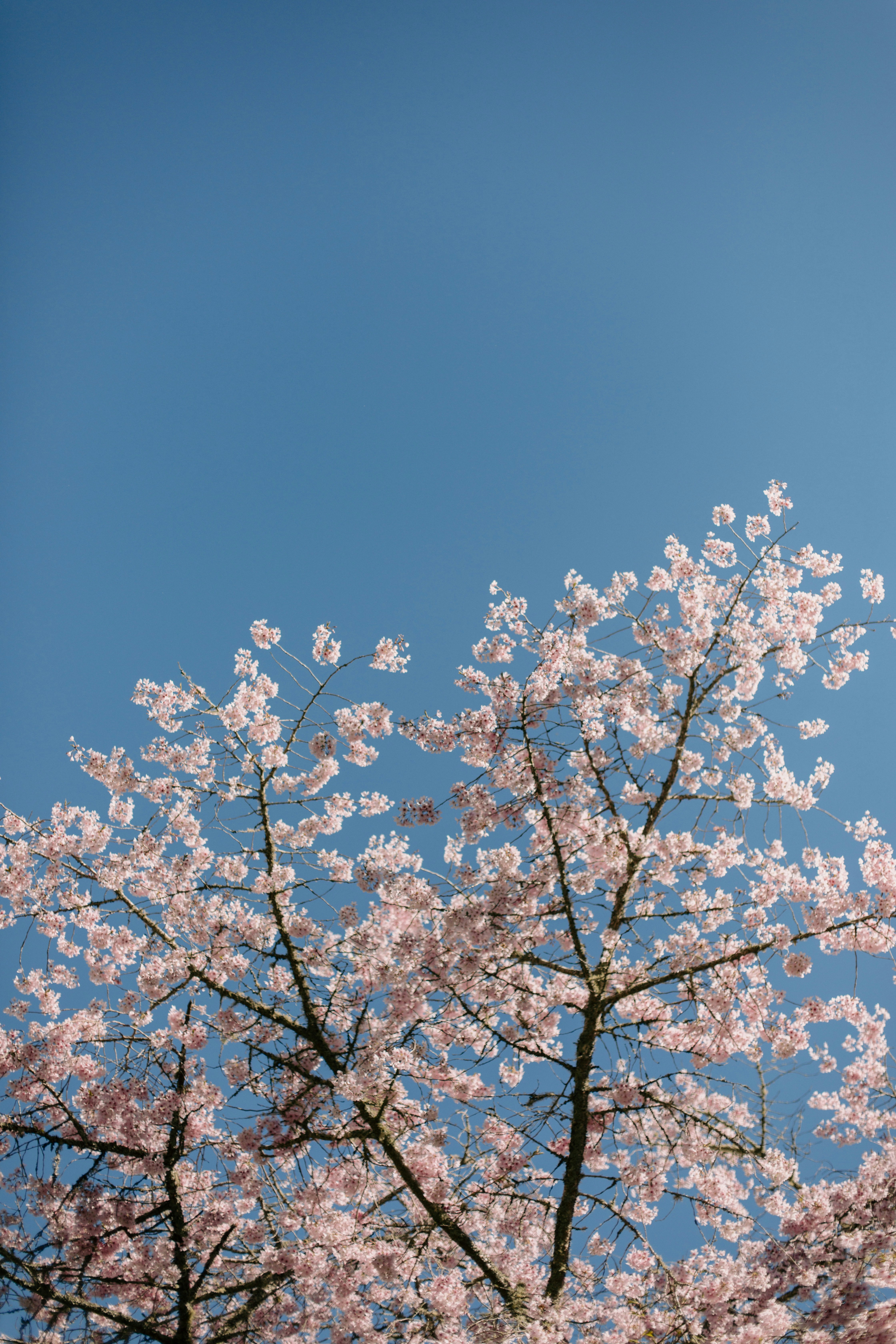 Blossom Crown under a Clear Spring Sky