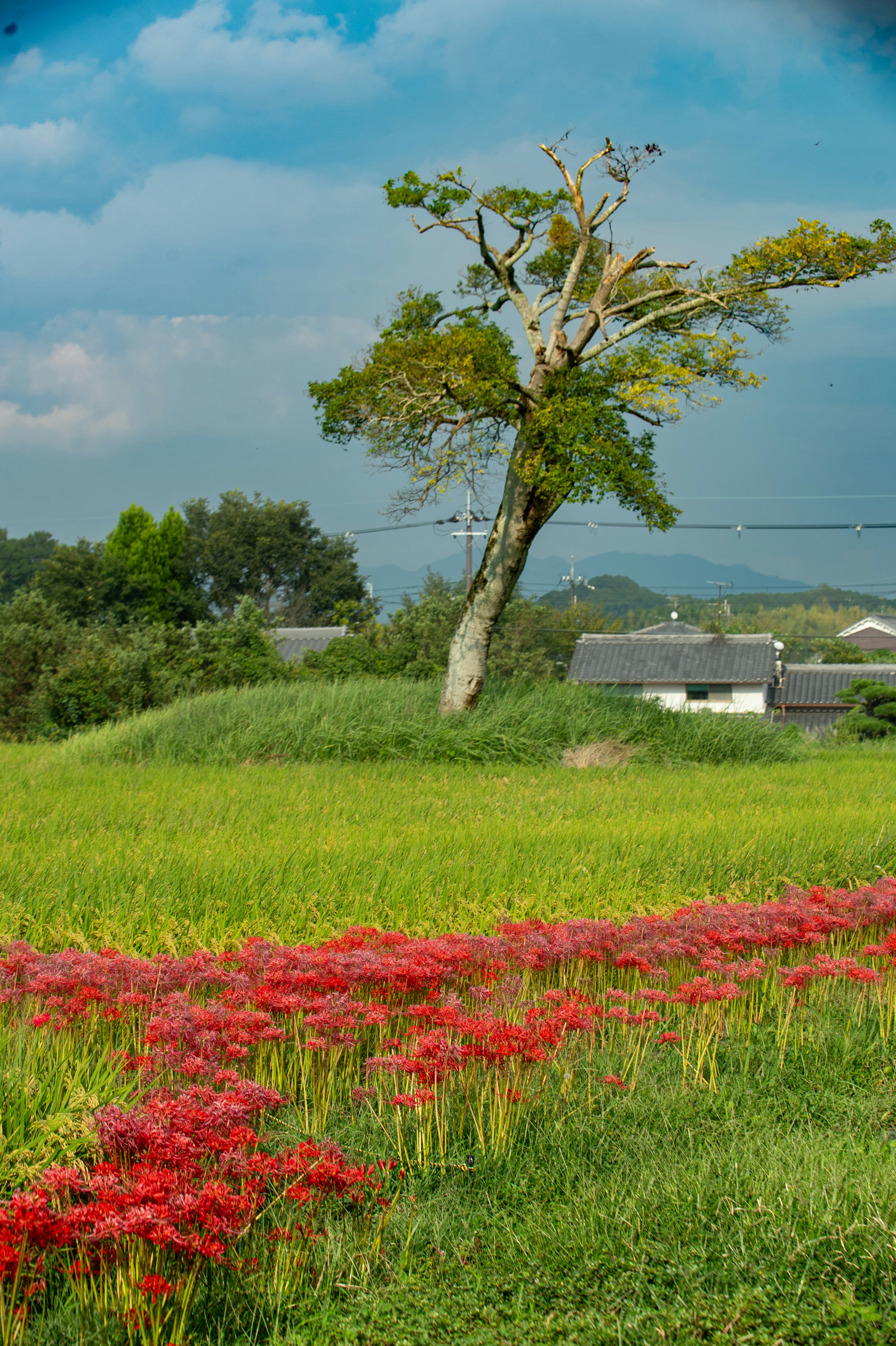 Lonely Tree Standing Guard Over a Field of Red Blooms
