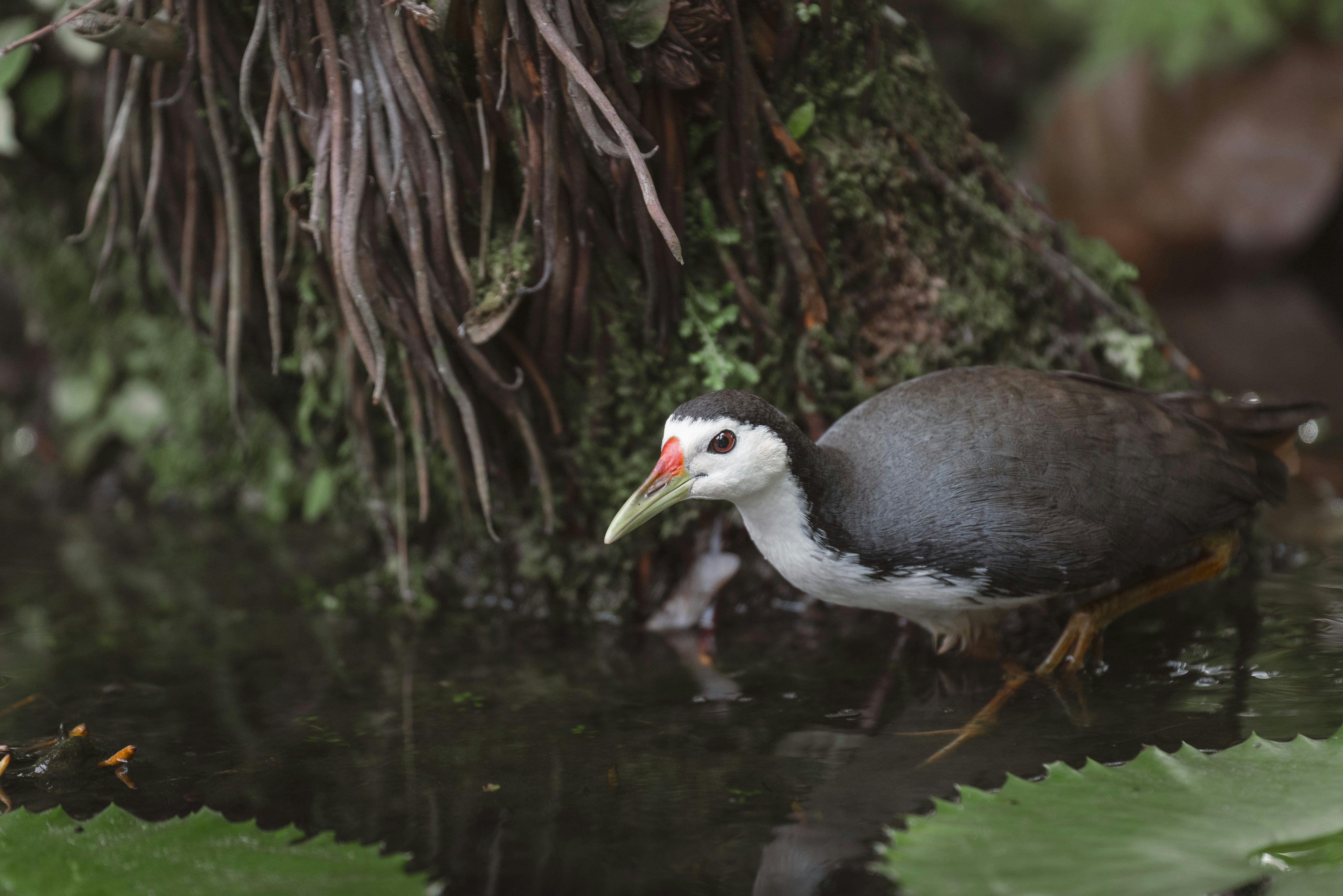 Red-crested Moorhen foraging at a shaded pond