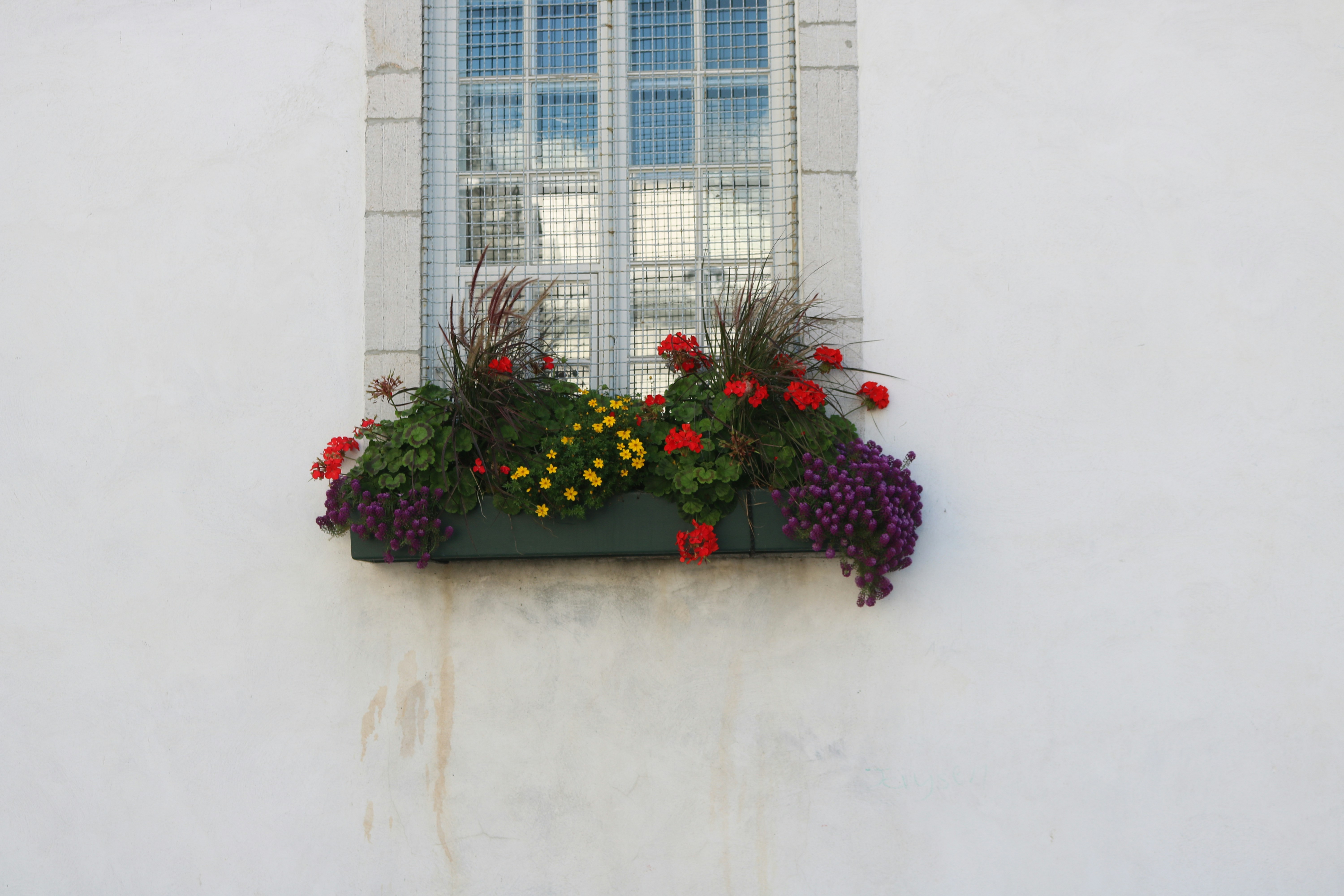Window Box in Bloom: A Painted Balcony Terrace Framed by White Stucco
