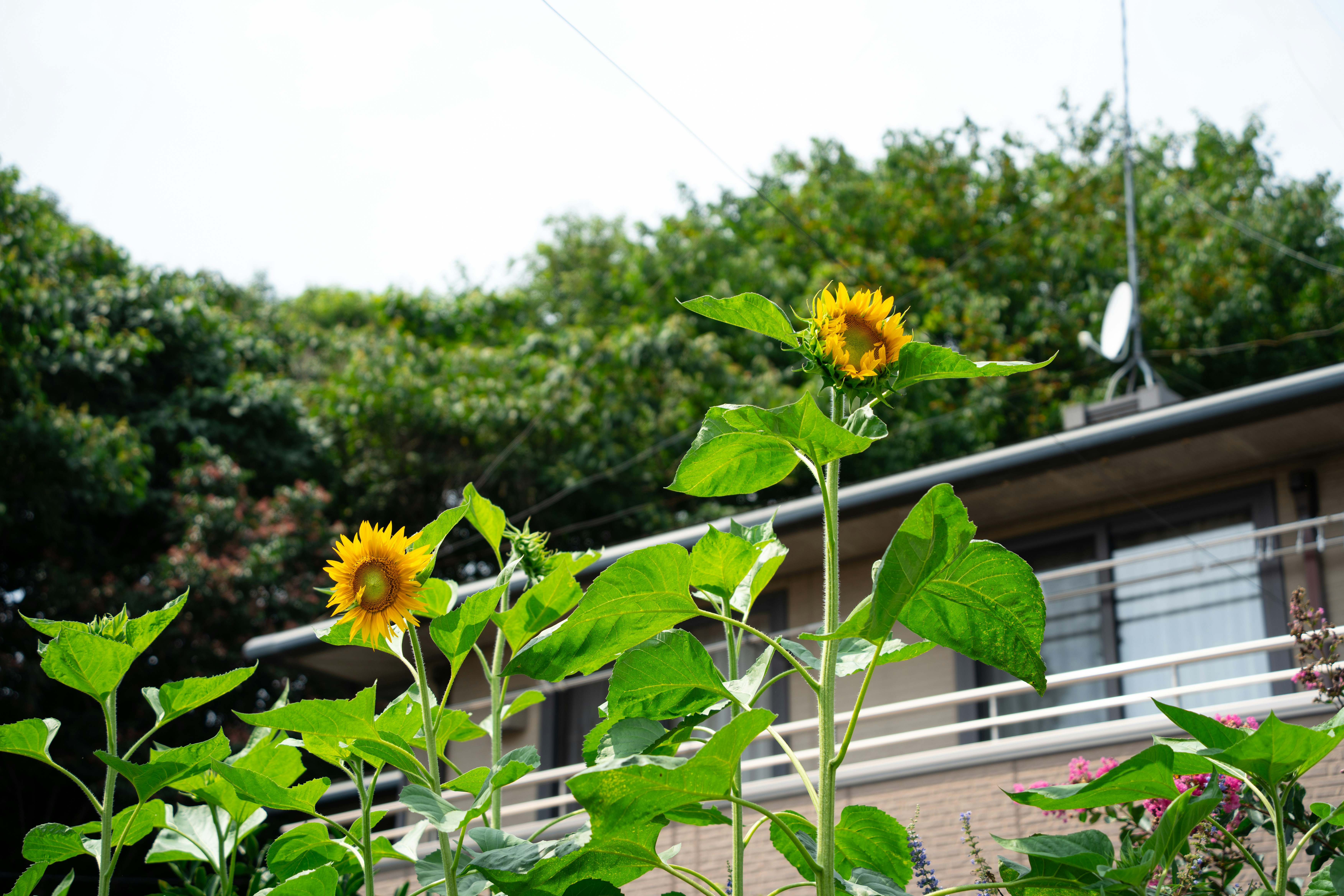 Sunlit Sunflowers Overlooking a Suburban Terrace