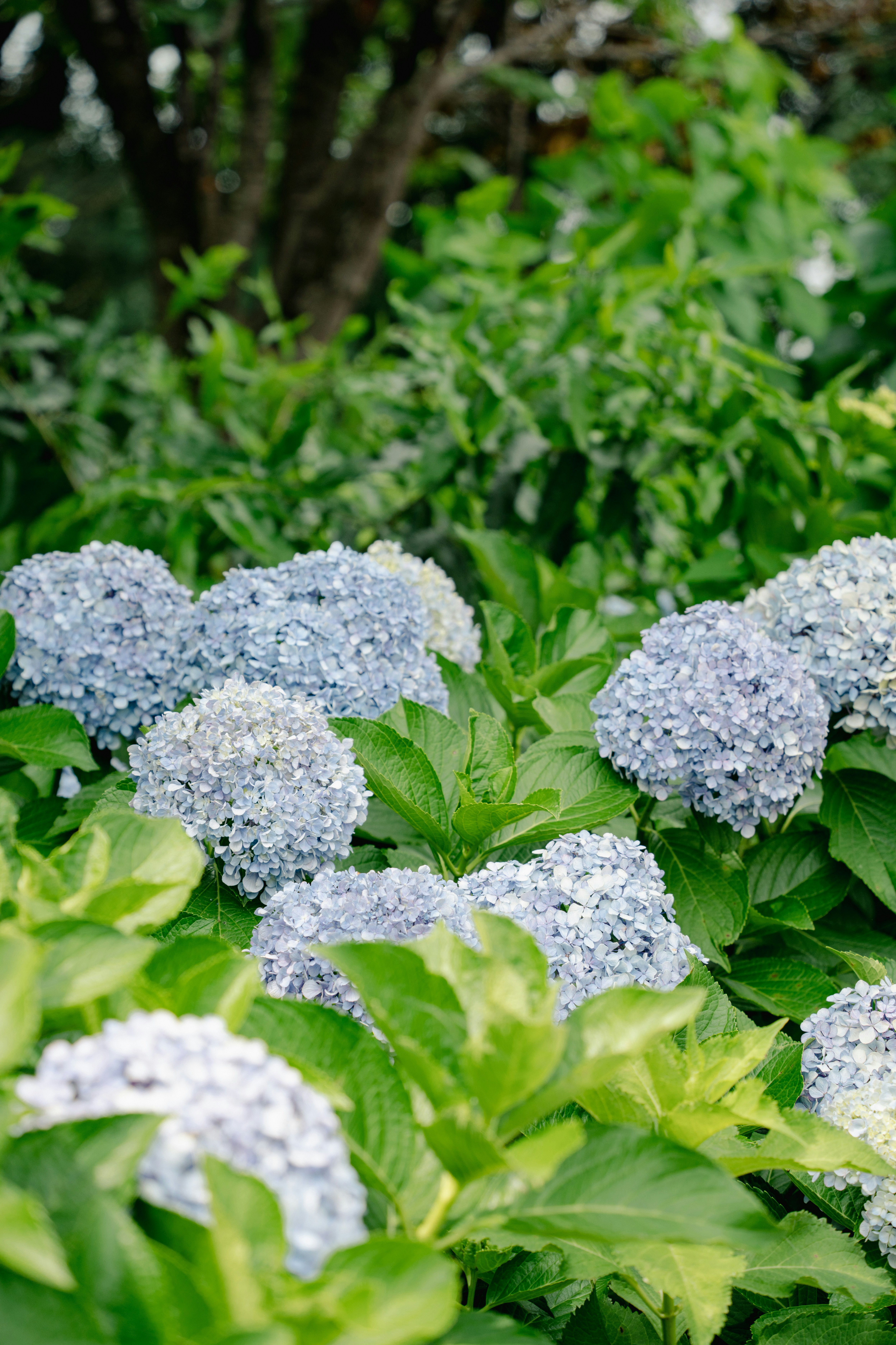 Cloudlet Blue: Hydrangea Bunches in Evening Light