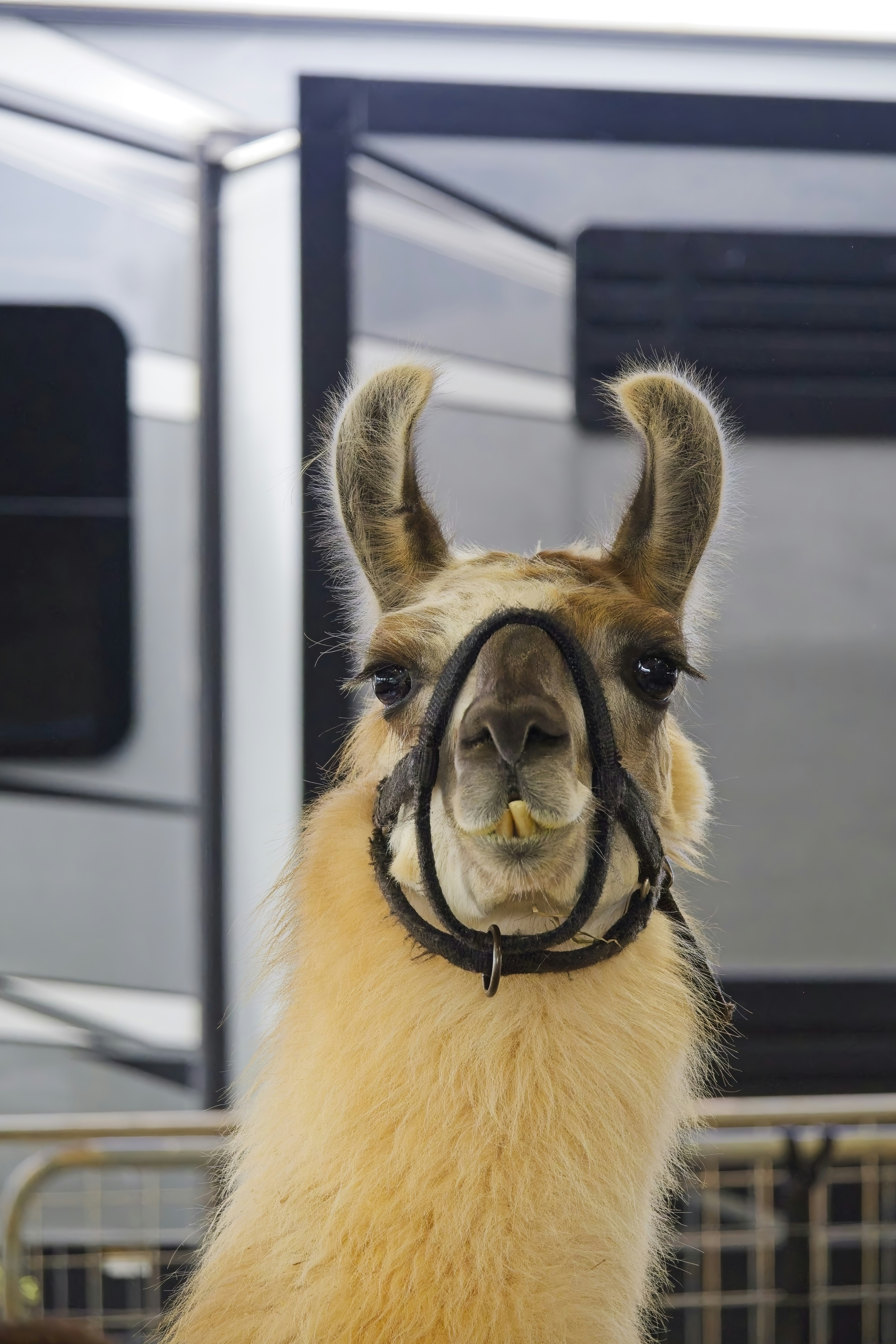 A tan llama with a black halter facing forward in front of a trailer