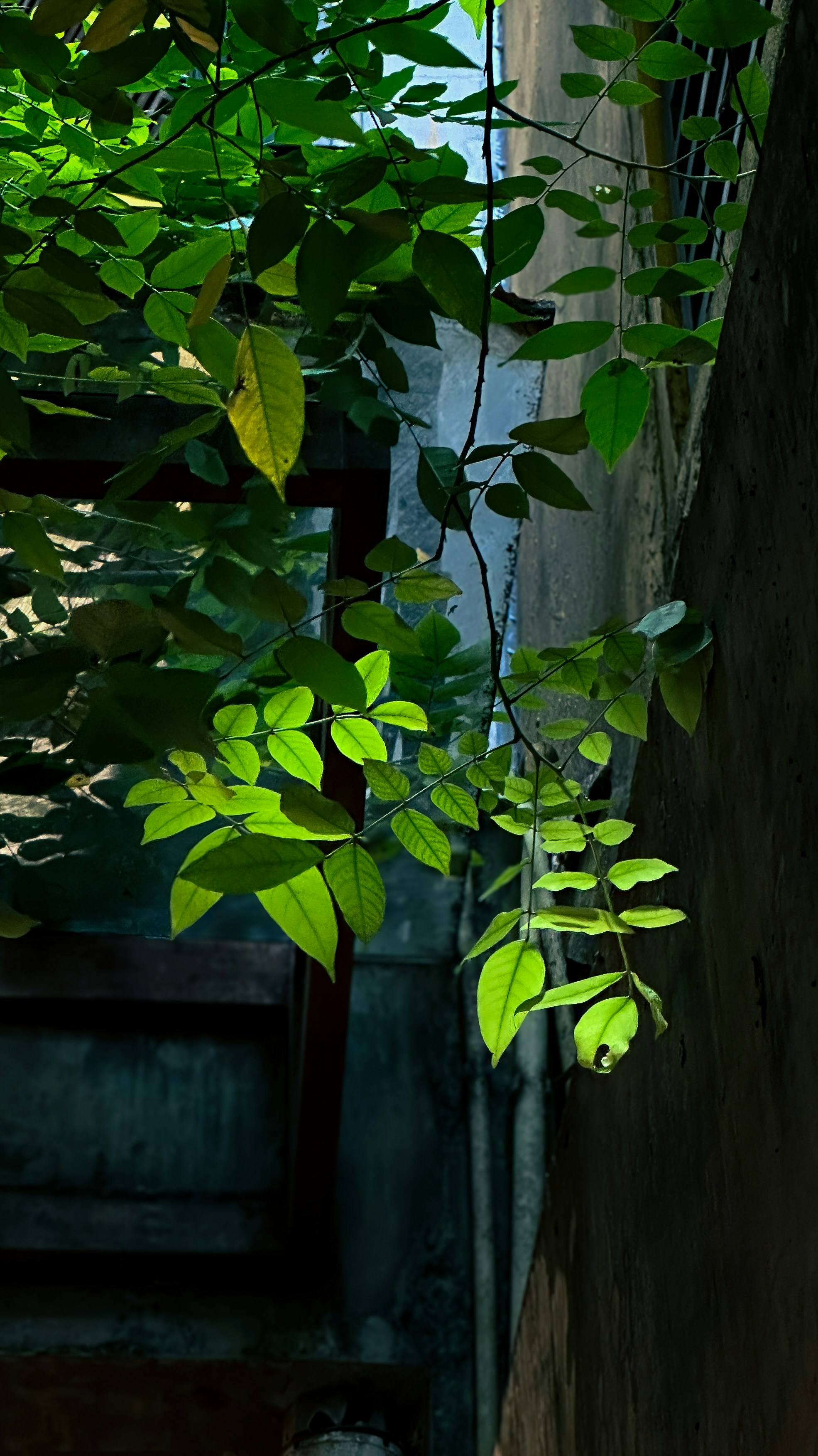 Sunlit Fern-Trail Between Concrete and Shadow