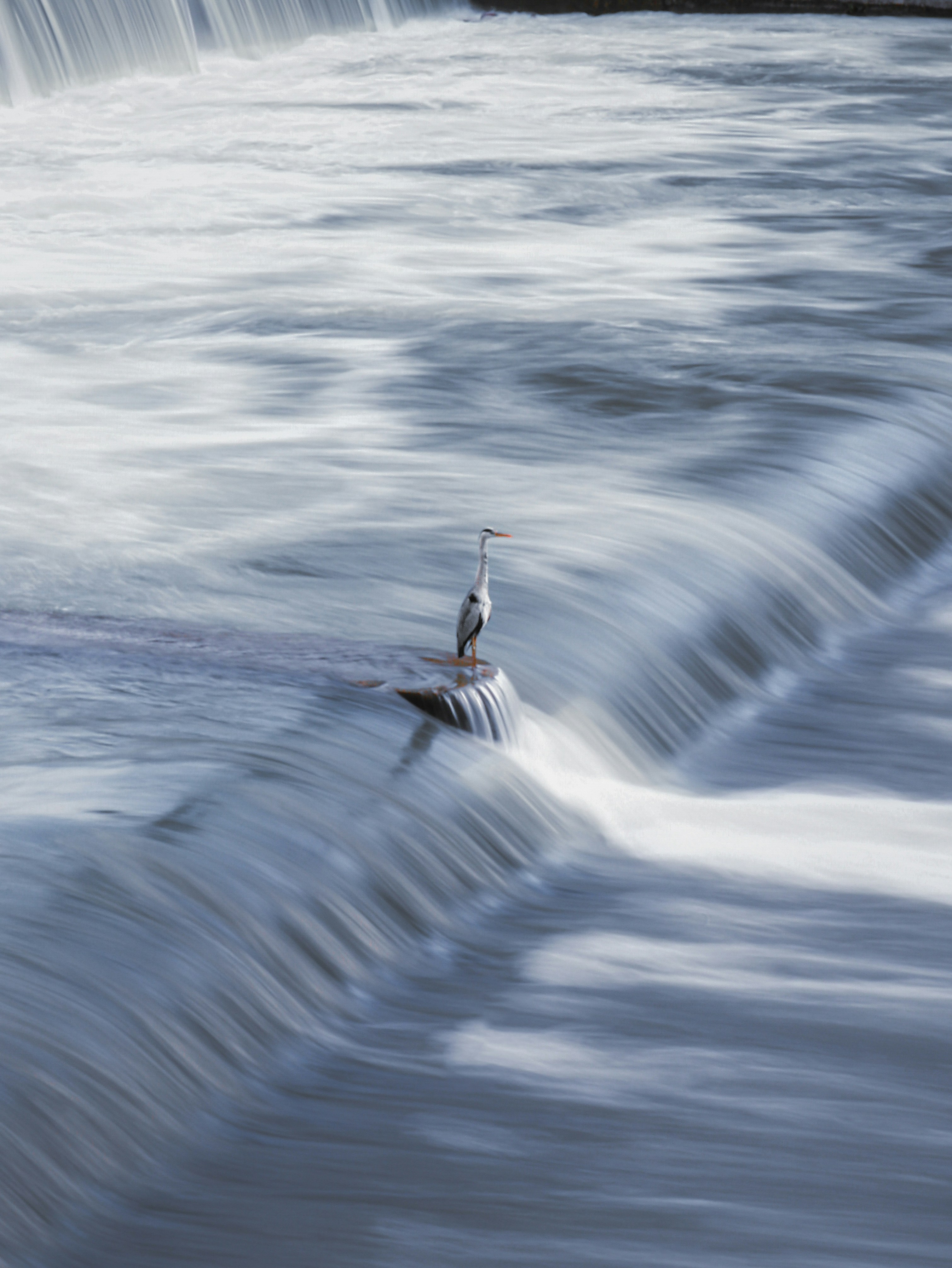 A lone heron stands on a rock at the edge of flowing water, surrounded by long-exposure trails that blur the water into silk-like bands. The scene emphasizes isolation and natural movement in a minimalistic river setting.