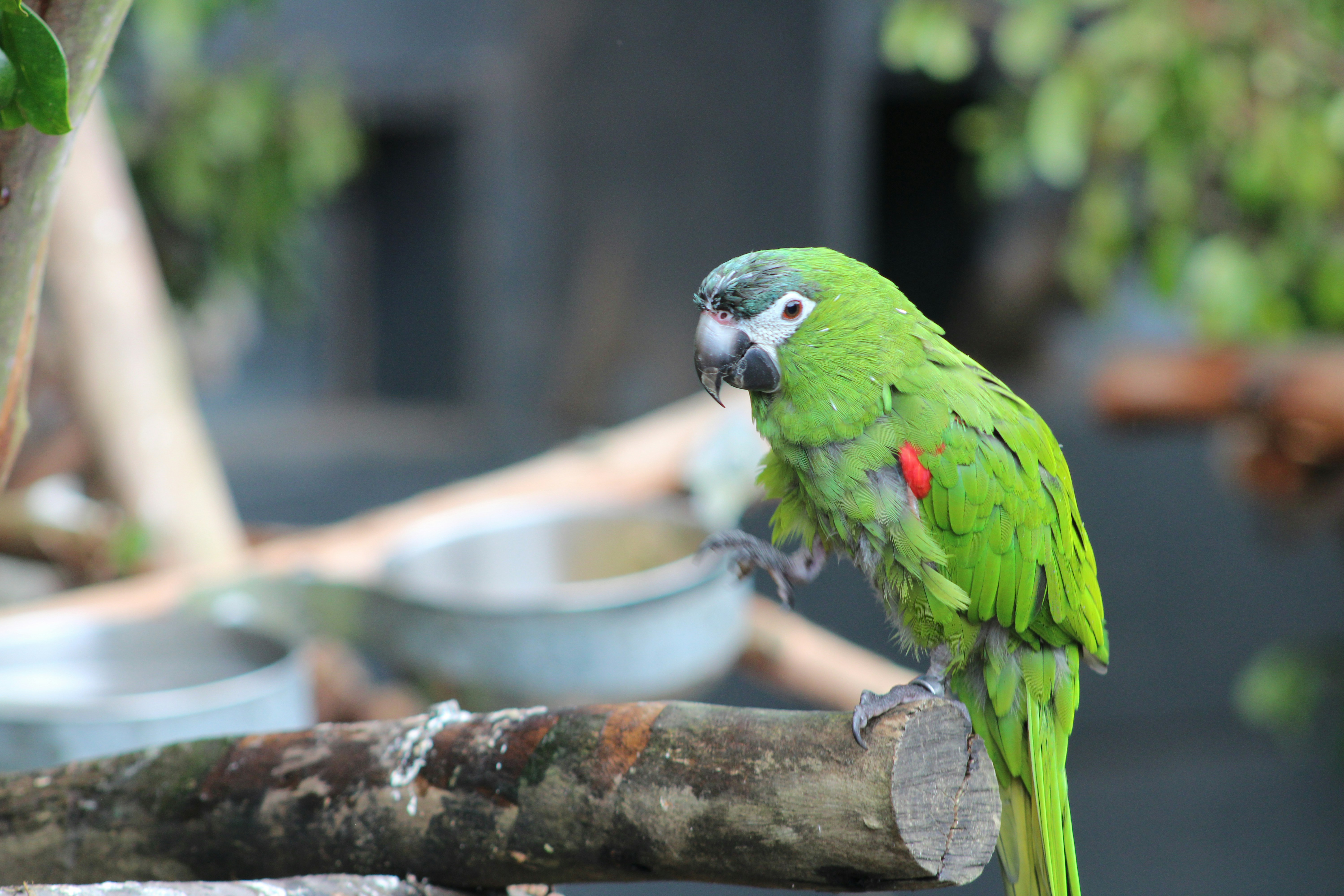 Emerald Beak on a Sunlit Perch