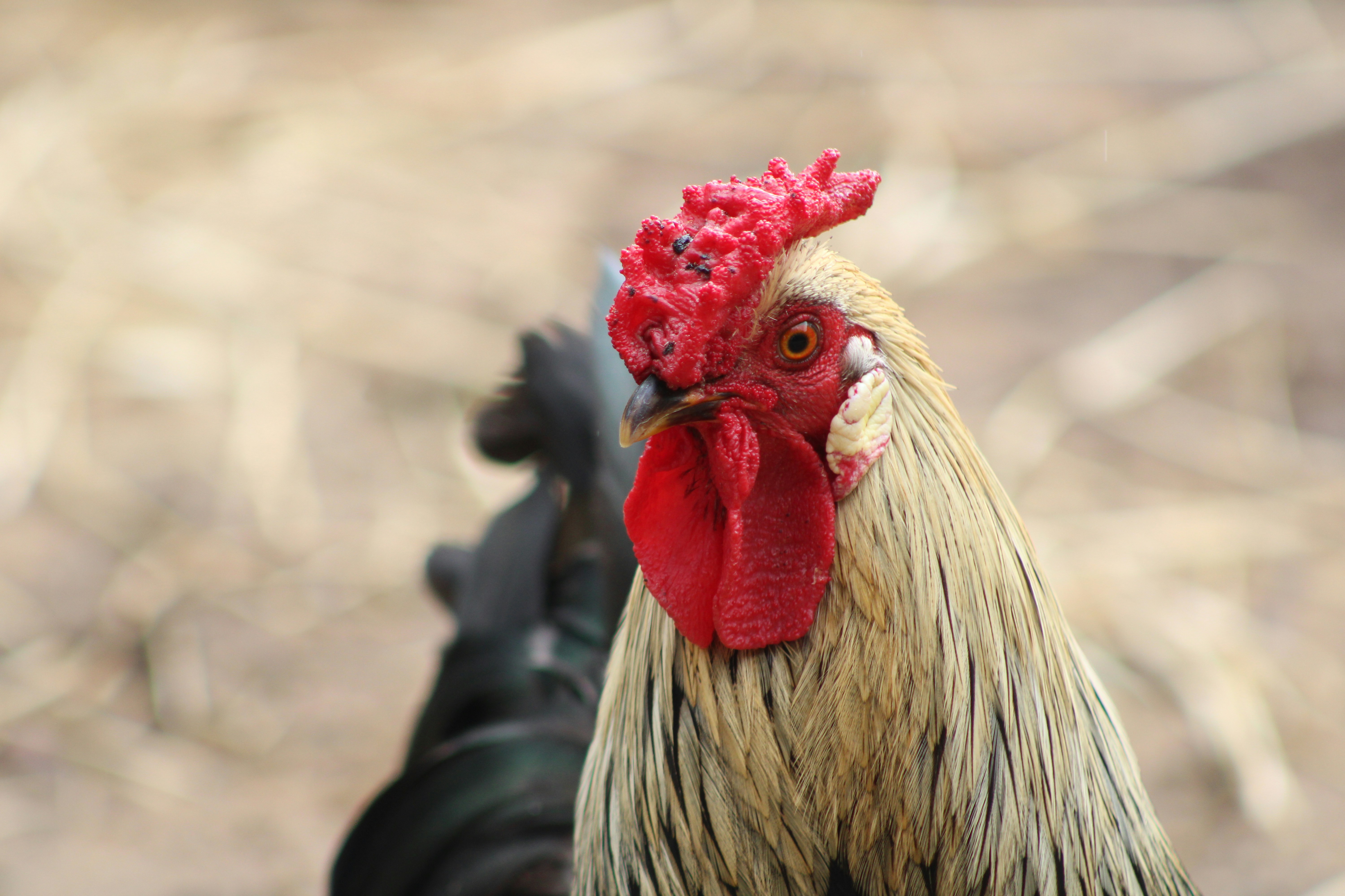 Close-Up on the Rooster's Crimson Crest: A Portrait in Dusty Field Light
