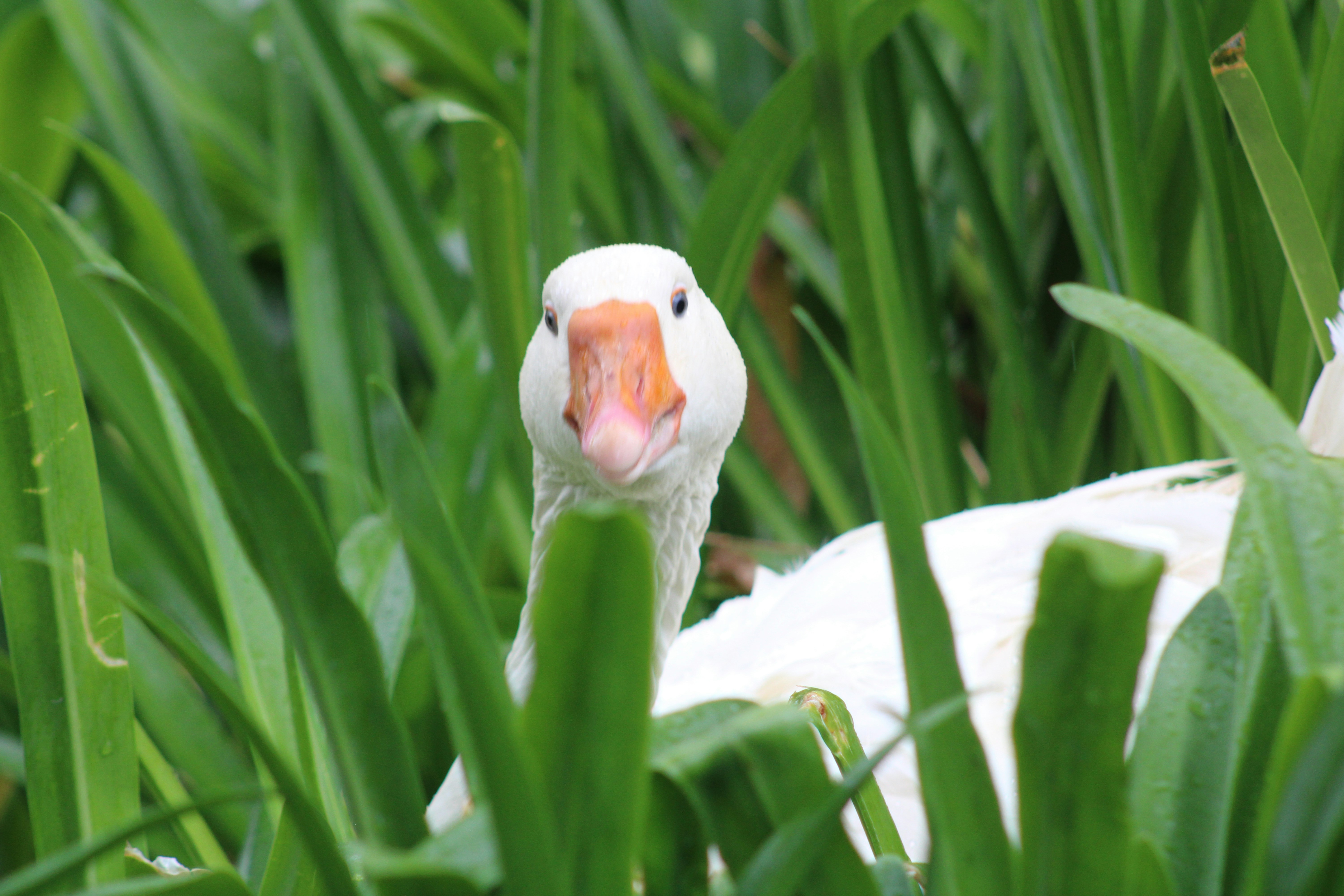 Piercing Gaze Through Tall Grasses: A Goose in Focus