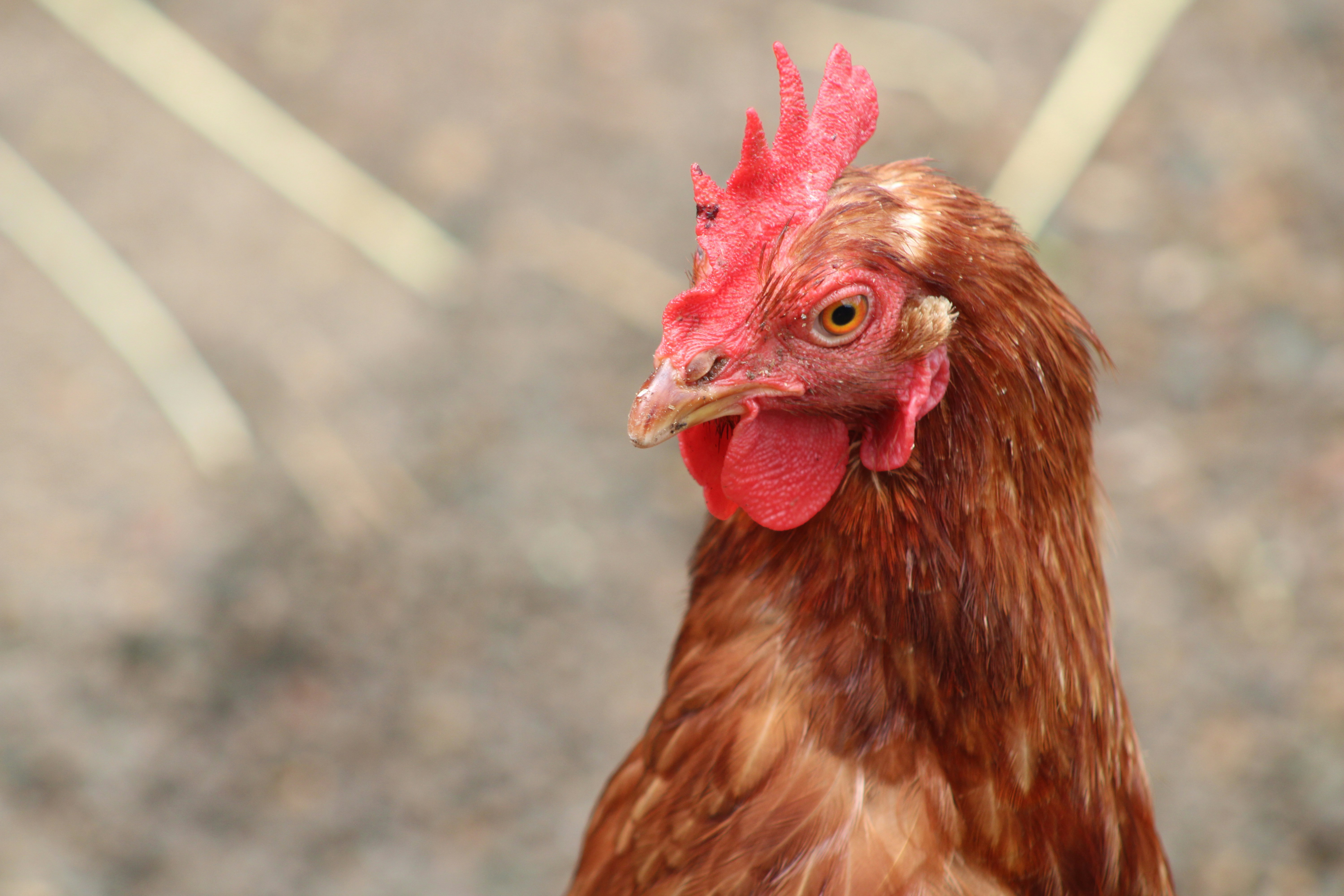 Crimson Crest: Close Portrait of a Free-Range Hen