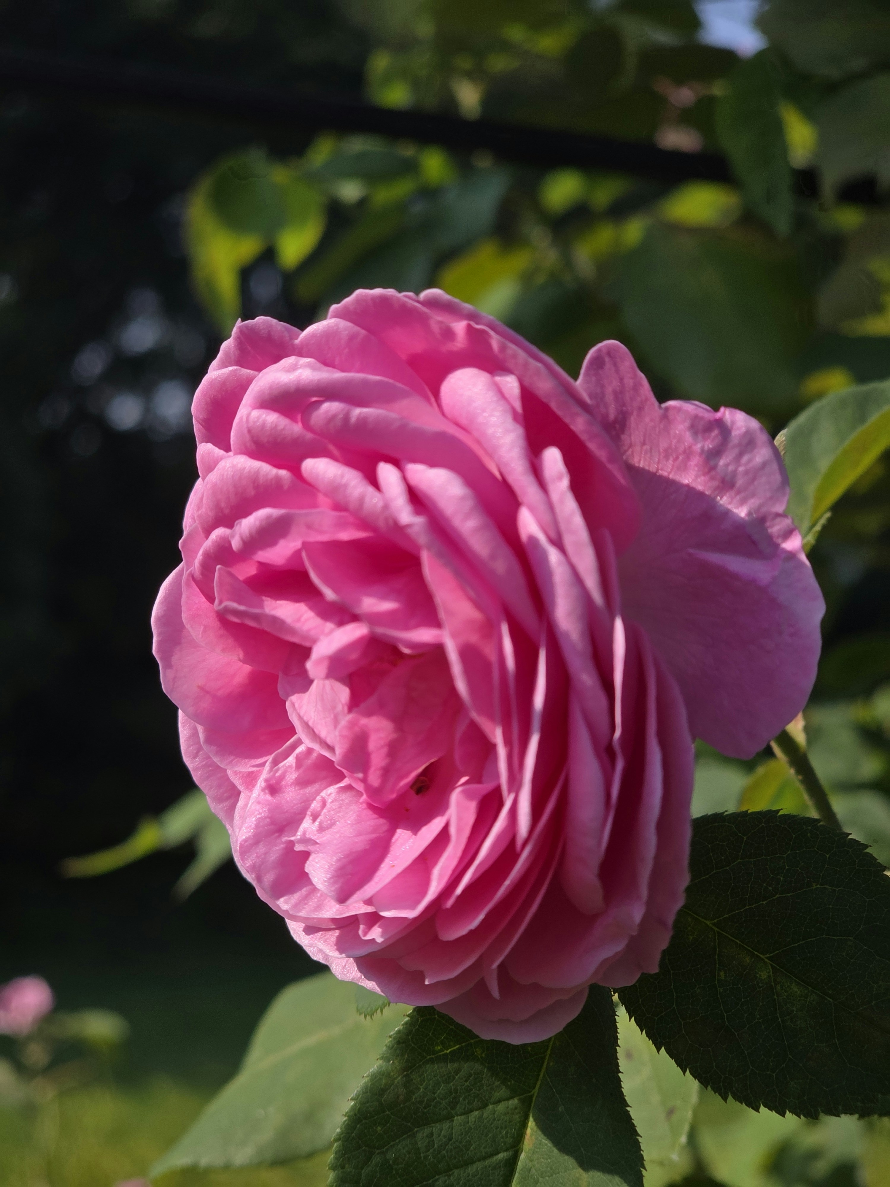 Pink Rose in Sunlit Garden: Velvet Petals and Green Backdrop