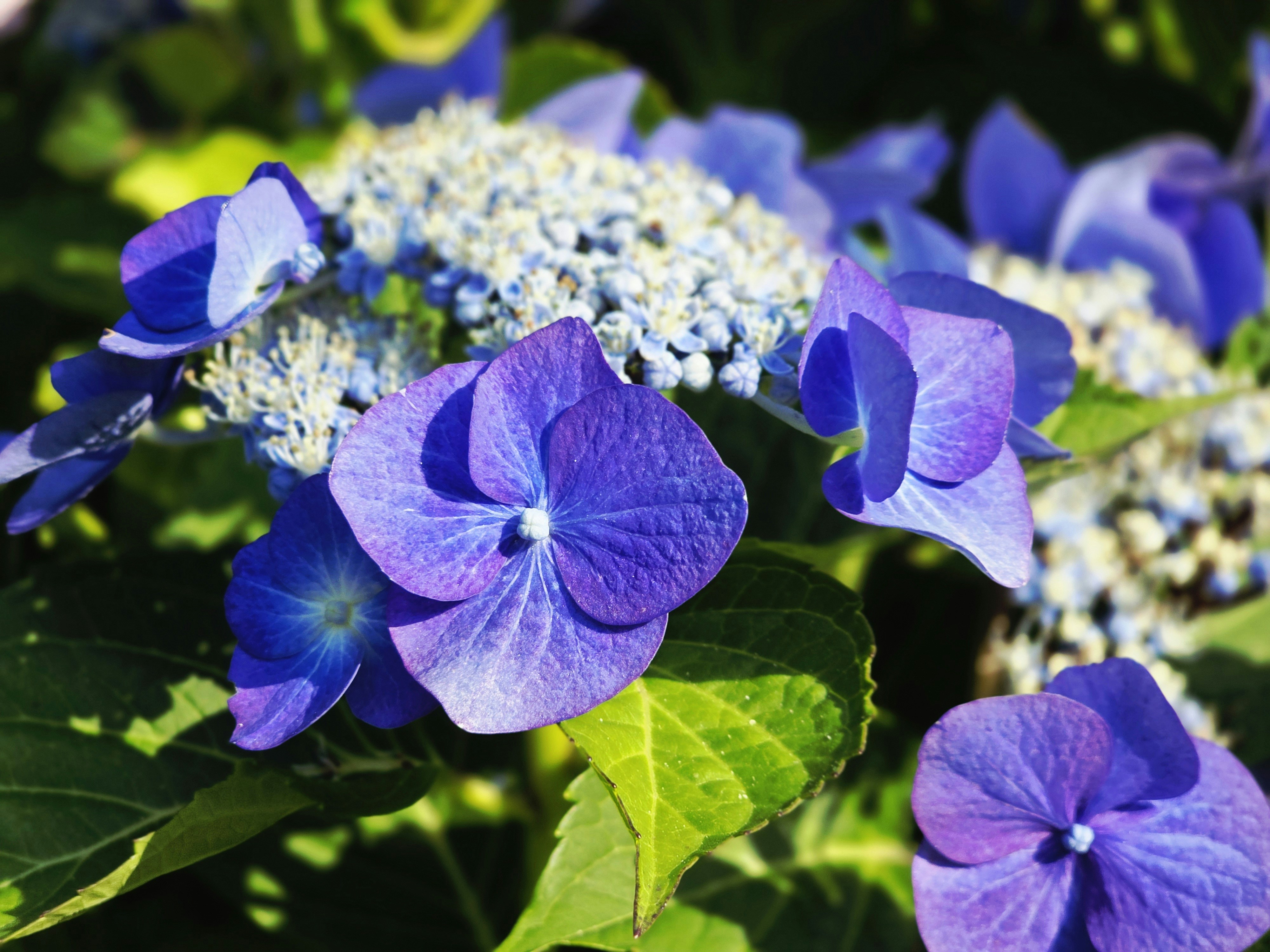 Lavender Hydrangea Flares under Spring Sun