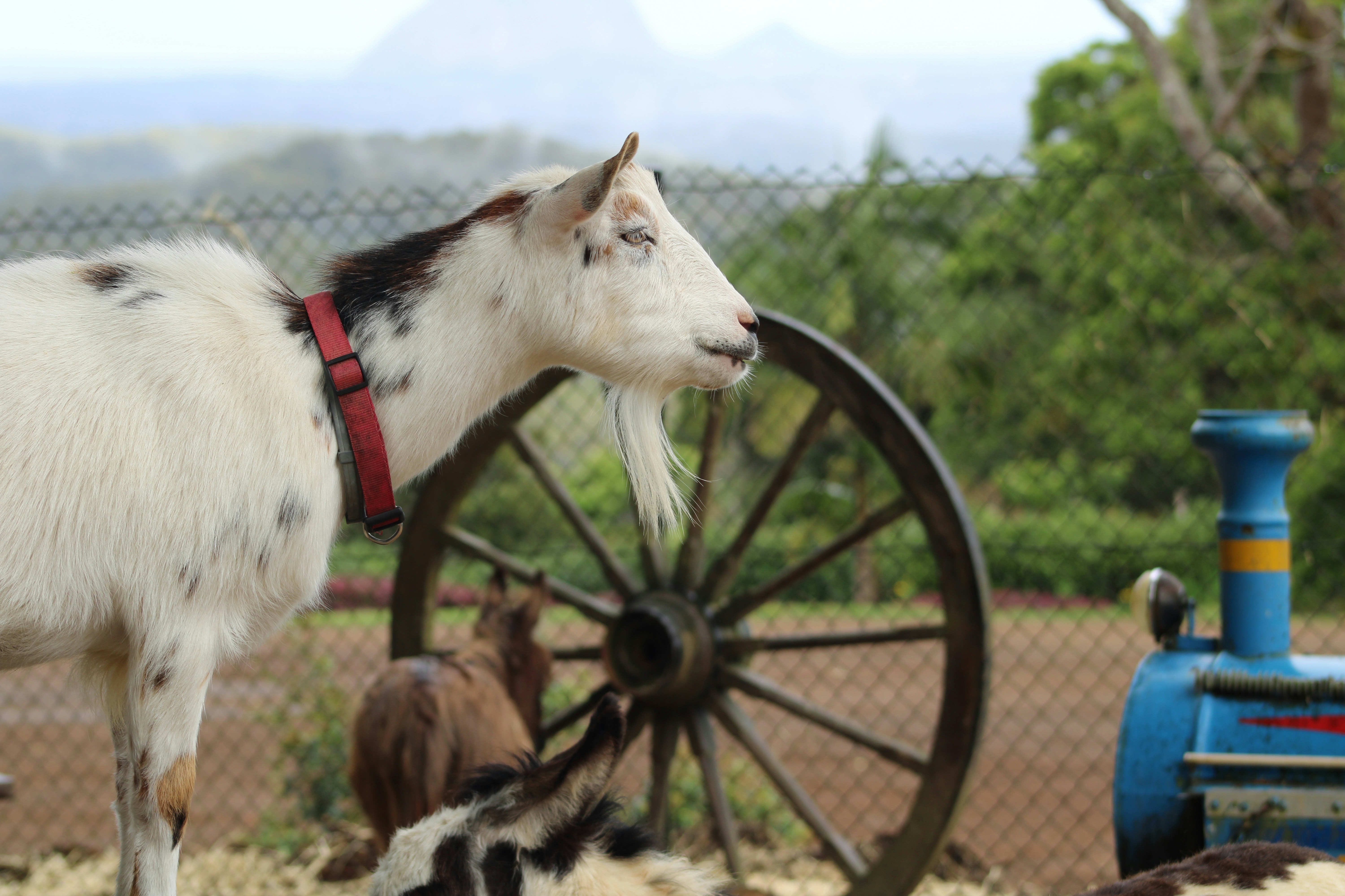 Goat-Wazed at the Farm Wheel: A Quiet Portrait by the Tractor
