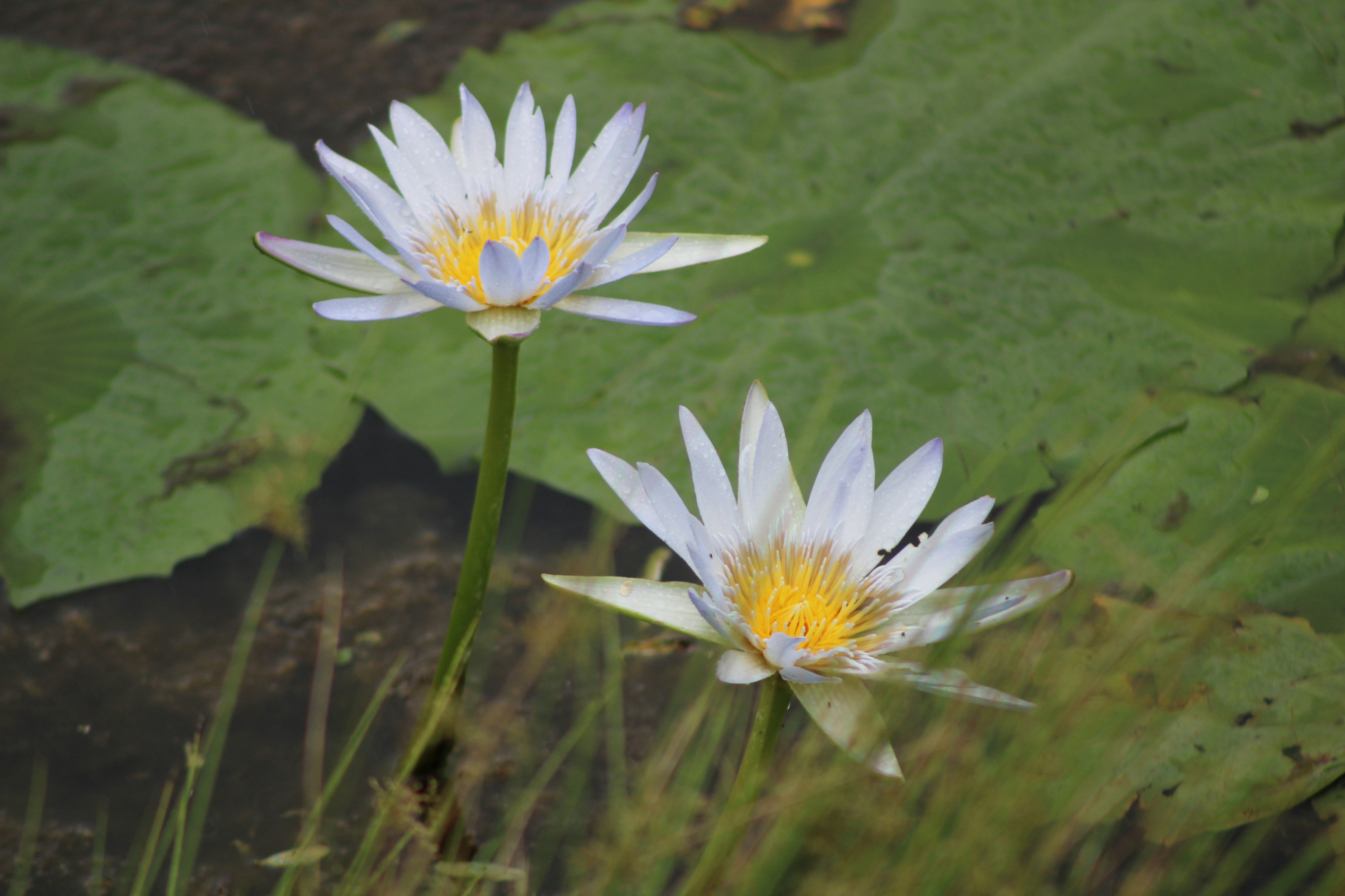 Two White Water Lilies Opening Beneath Quiet Pond Light