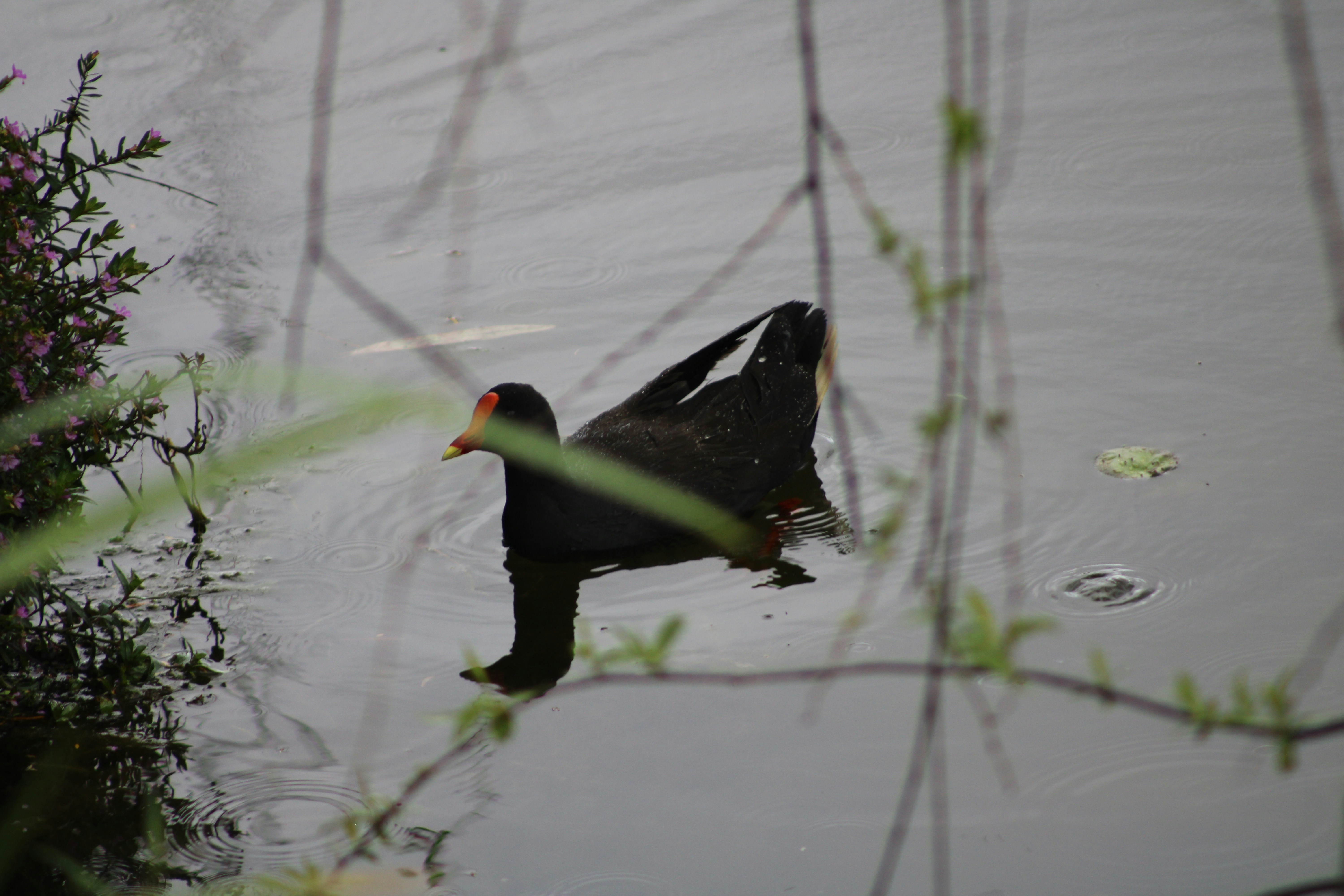 Silent Stroke: A Moorhen Skims the Quiet Pond