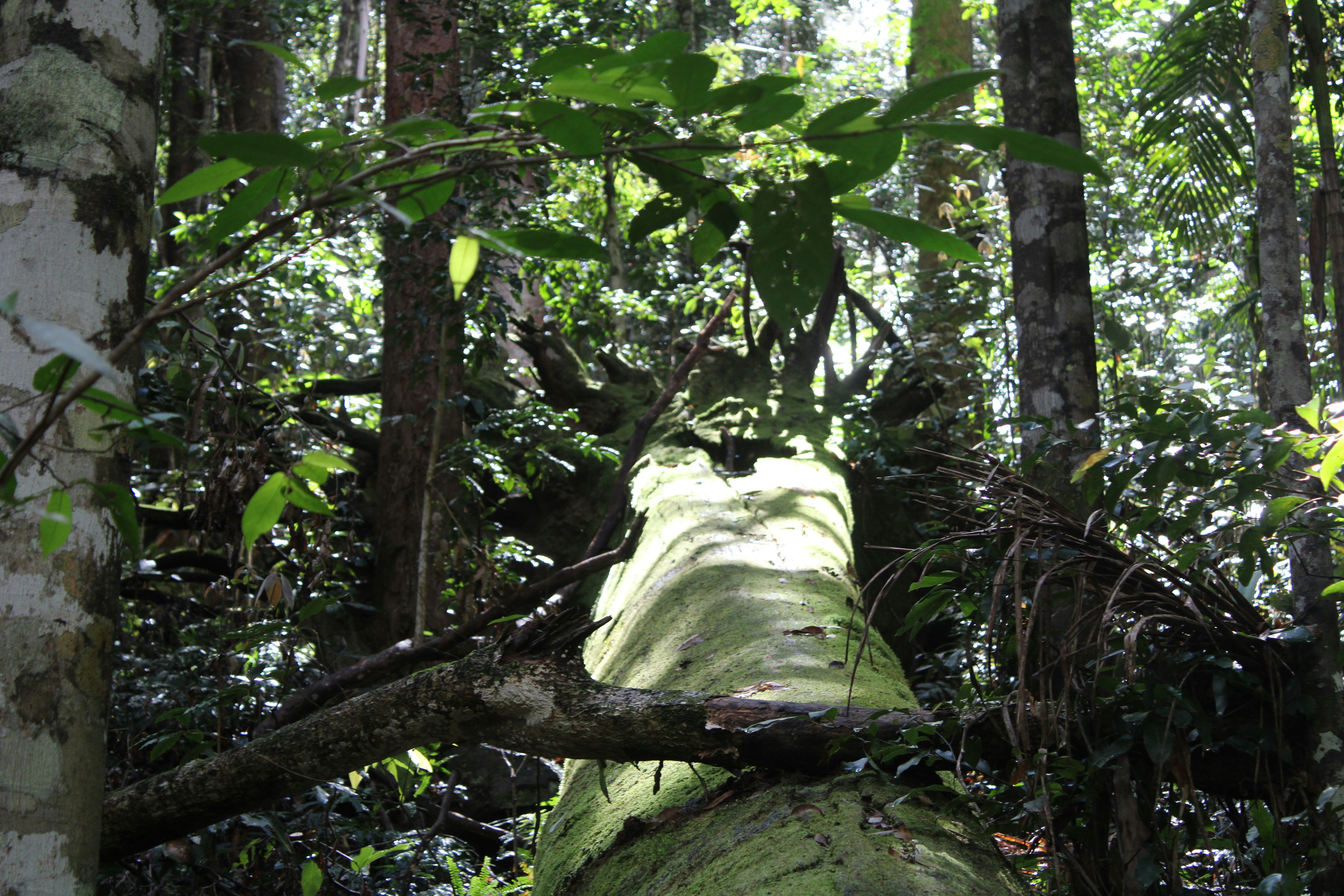 Sunlit Break in the Canopy: A Moss-Capped Fallen Log Reaches Skyward