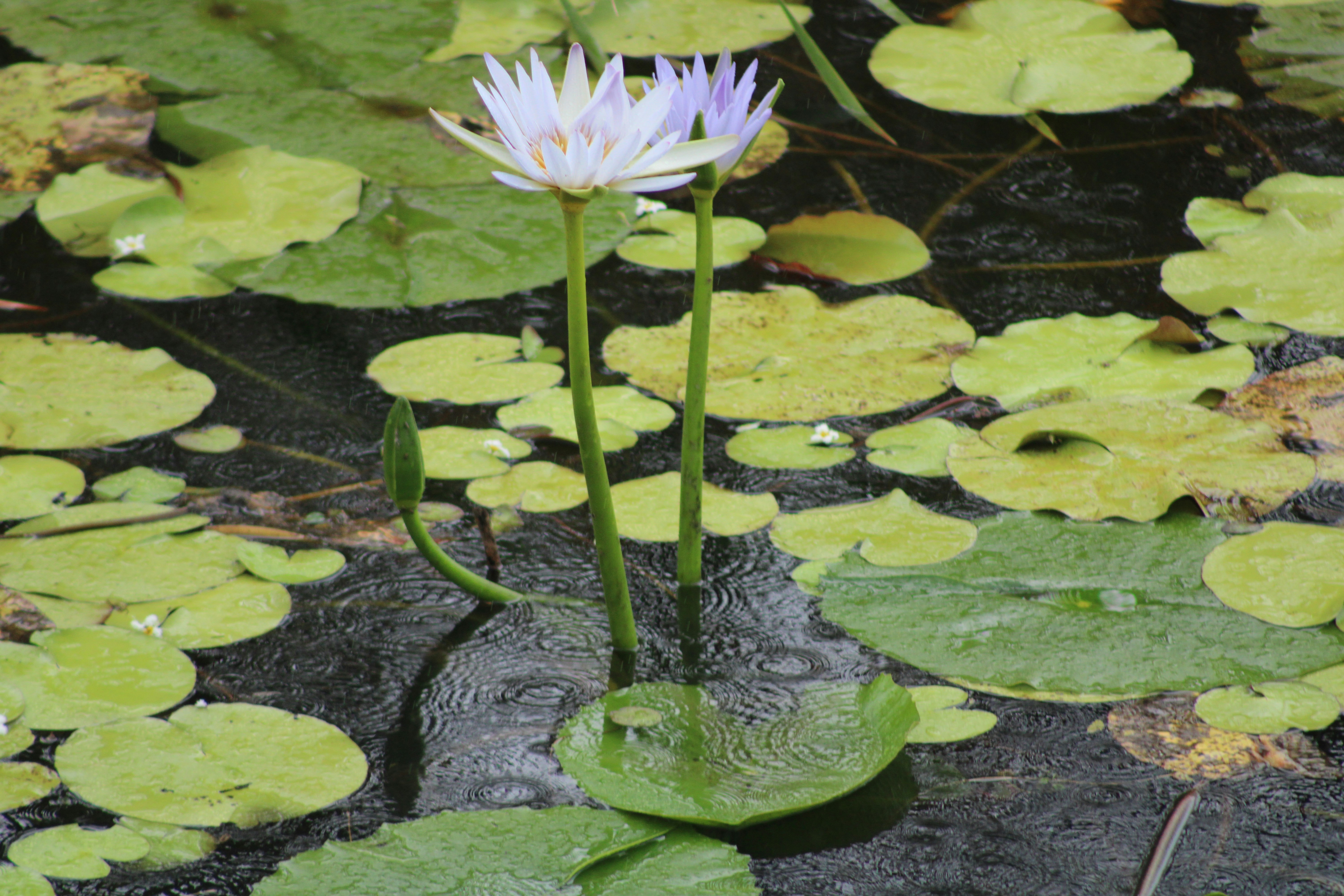 A Lily Crown: Central Bloom Rising from the Pond