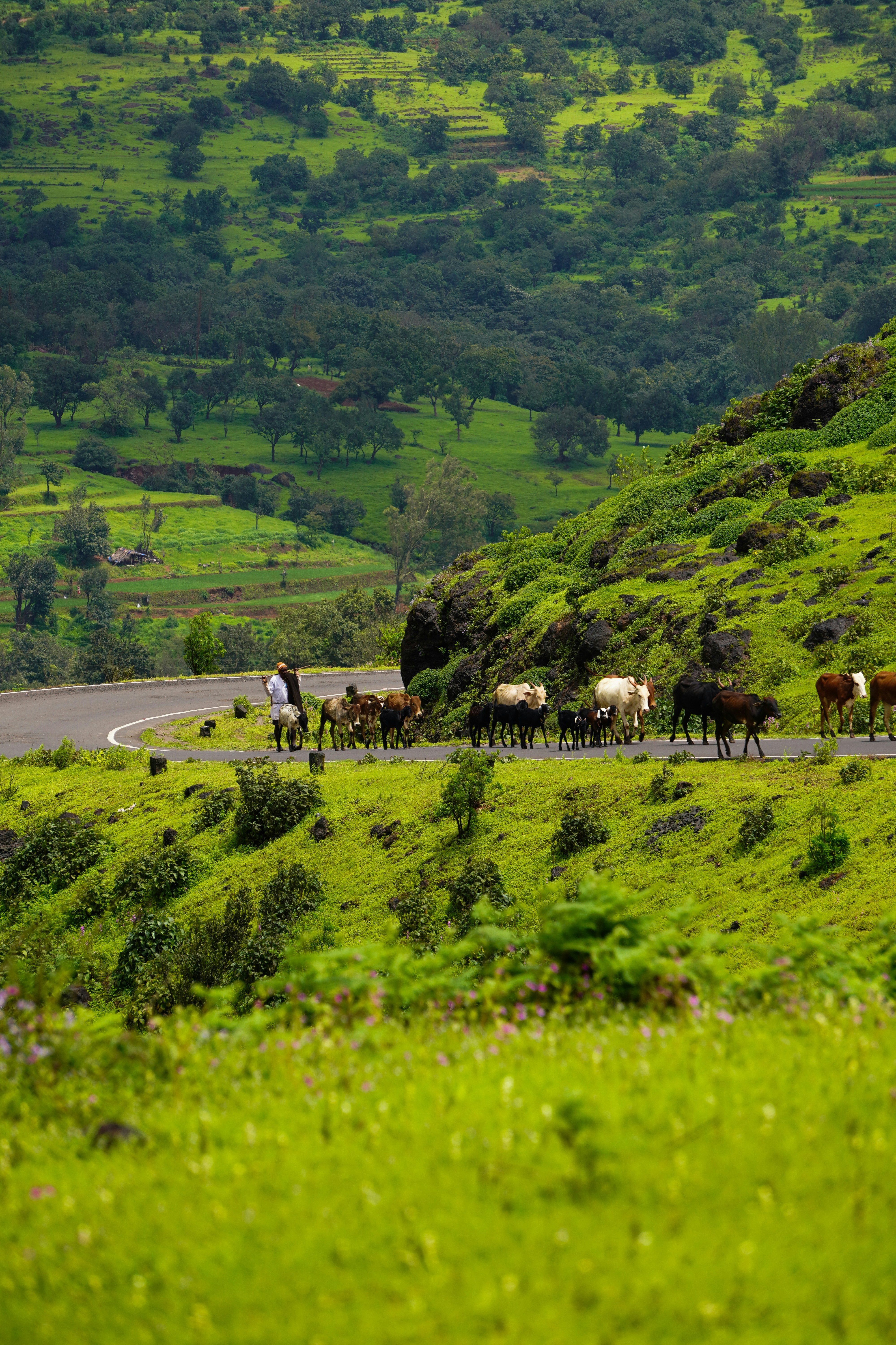 Herd of cattle winding along a hillside road beneath emerald plains
