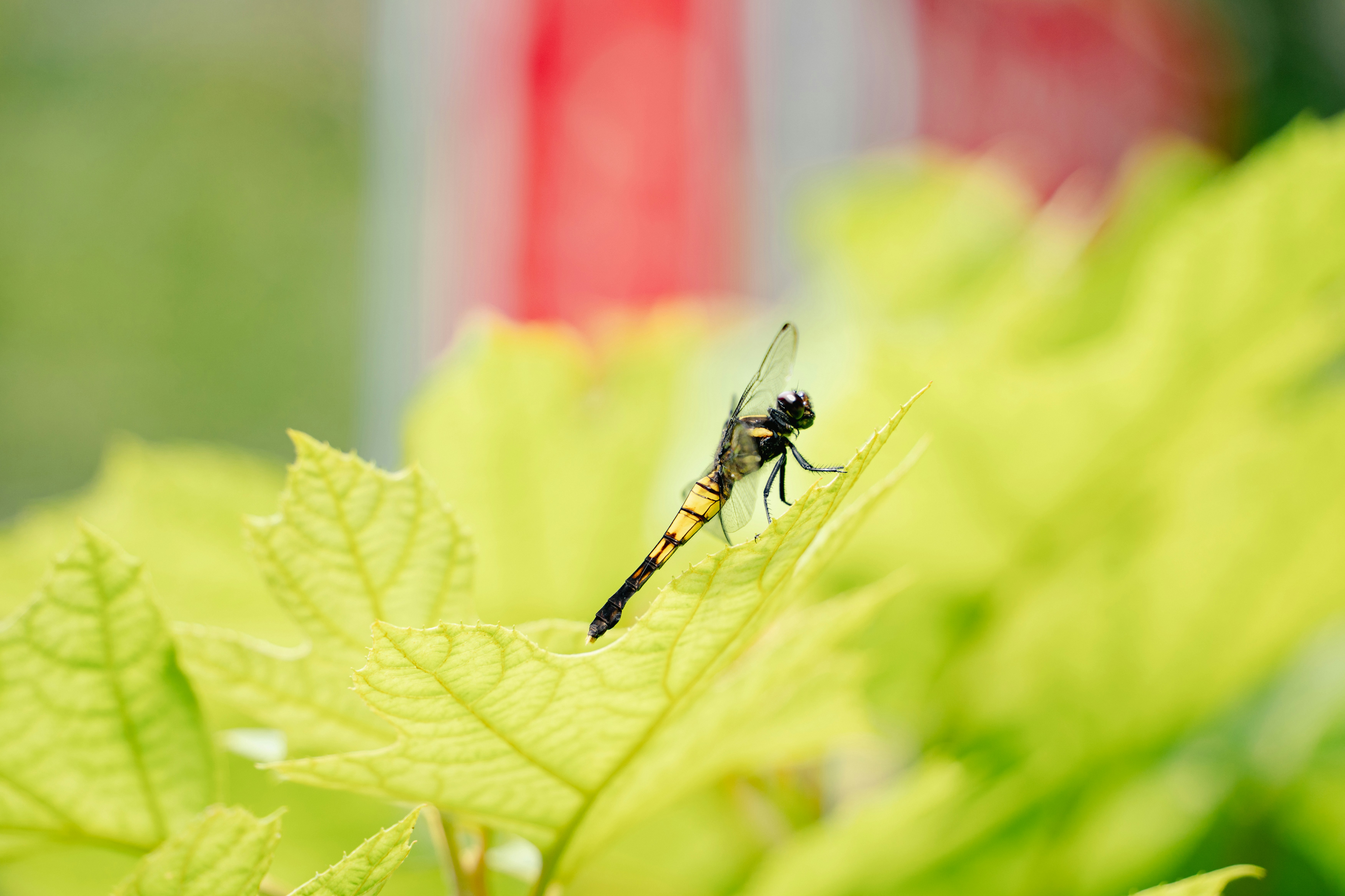 Amber-Striped Dragonfly Adrift Among Lime Leaves