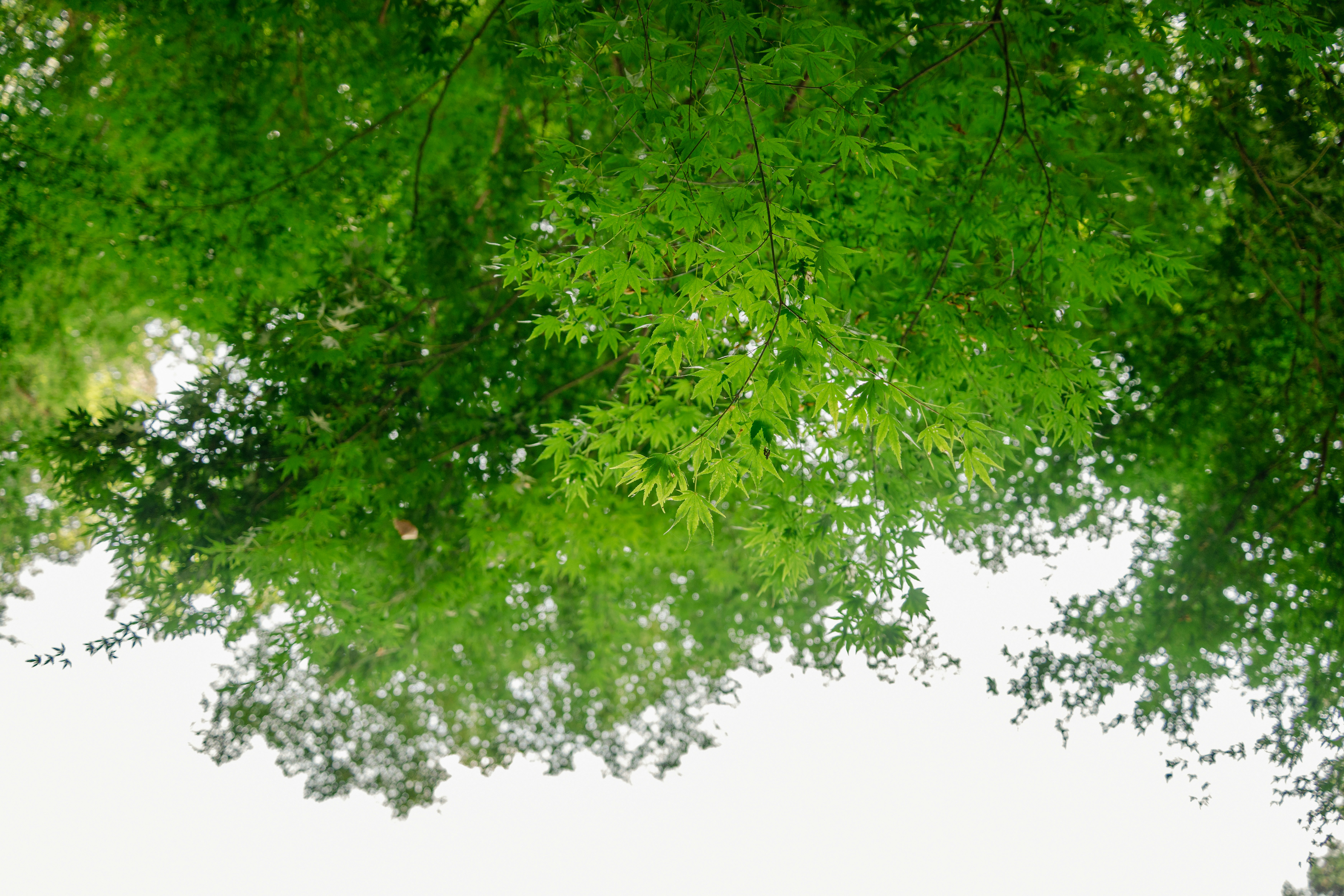 Dense green foliage fills the frame, with sunlight seeping through the leaves to create a bright, airy canopy.